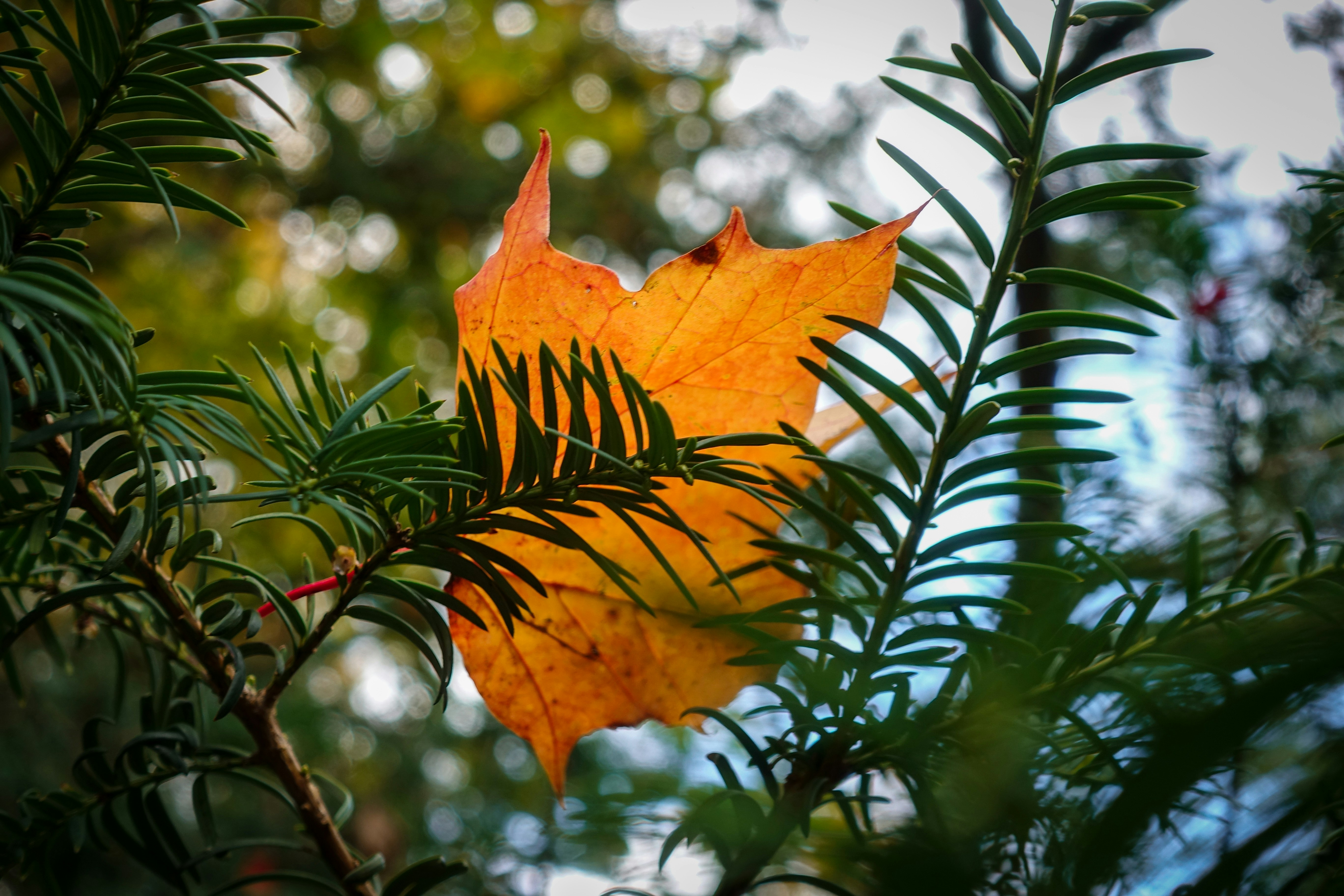 a close-up of a leaf