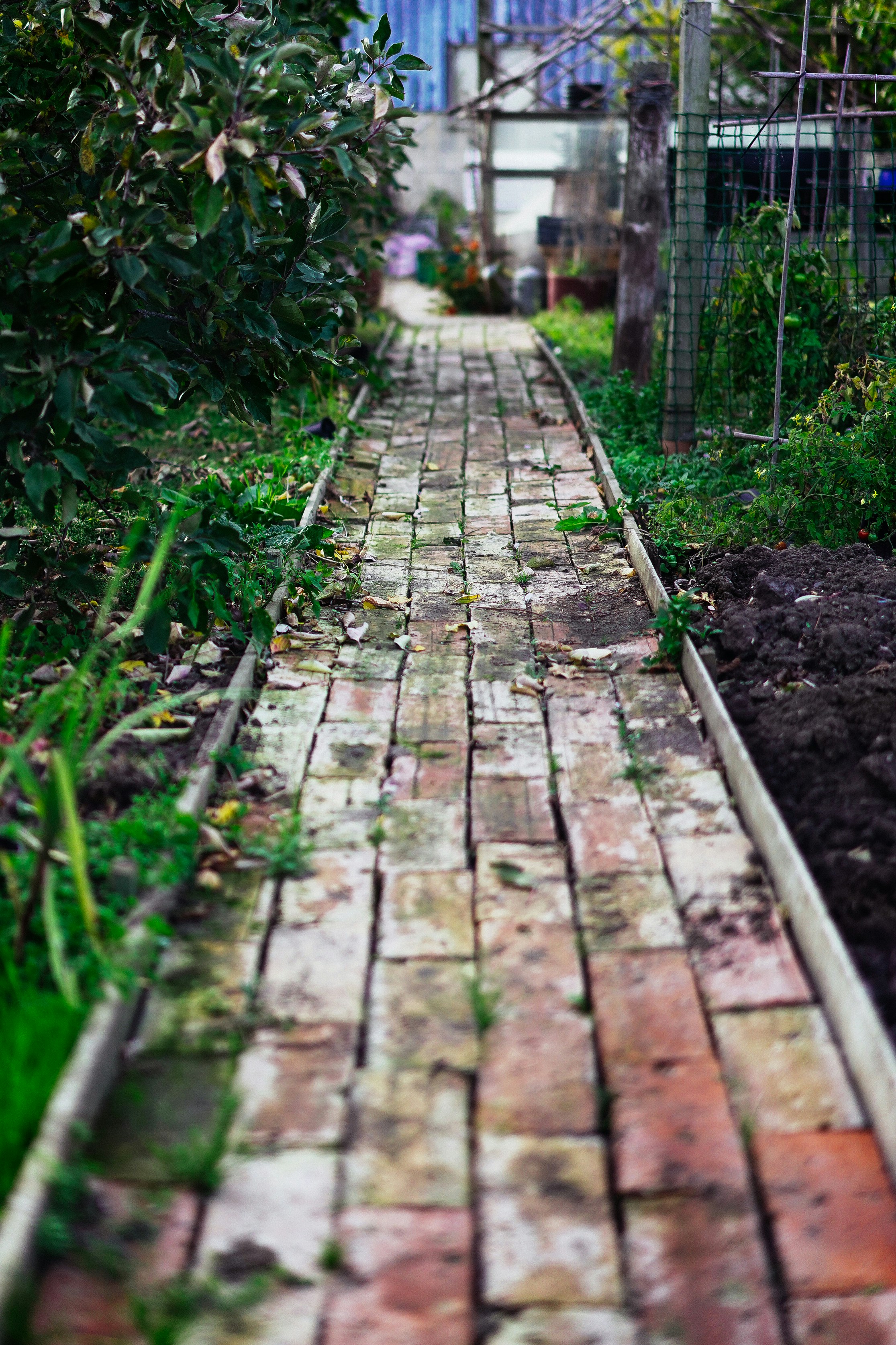 a brick path with plants and a fence