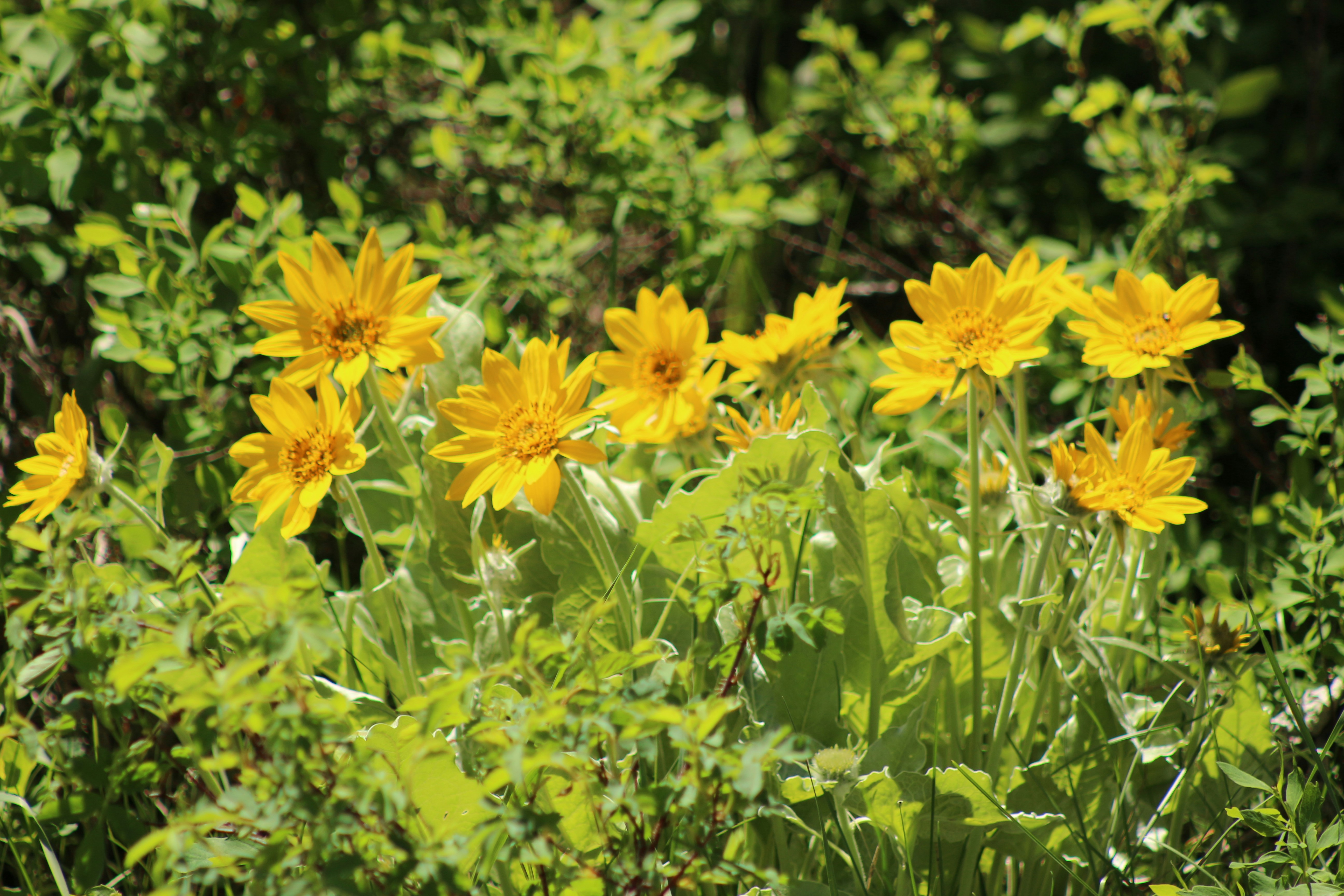 A group of yellow flowers photo – Free Yellowstone national park Image ...