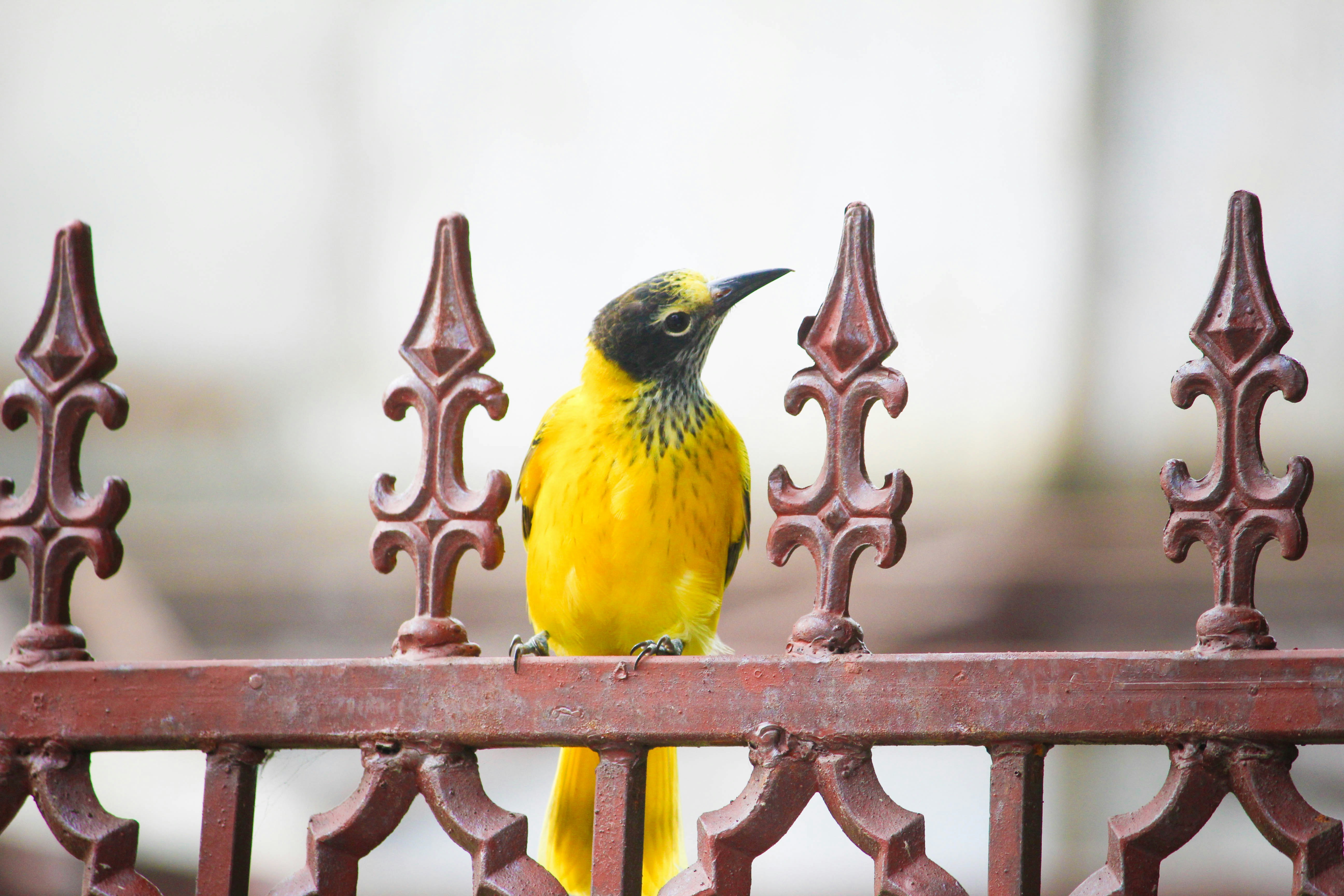 Yellow Warbler Framed by Iron Lattice