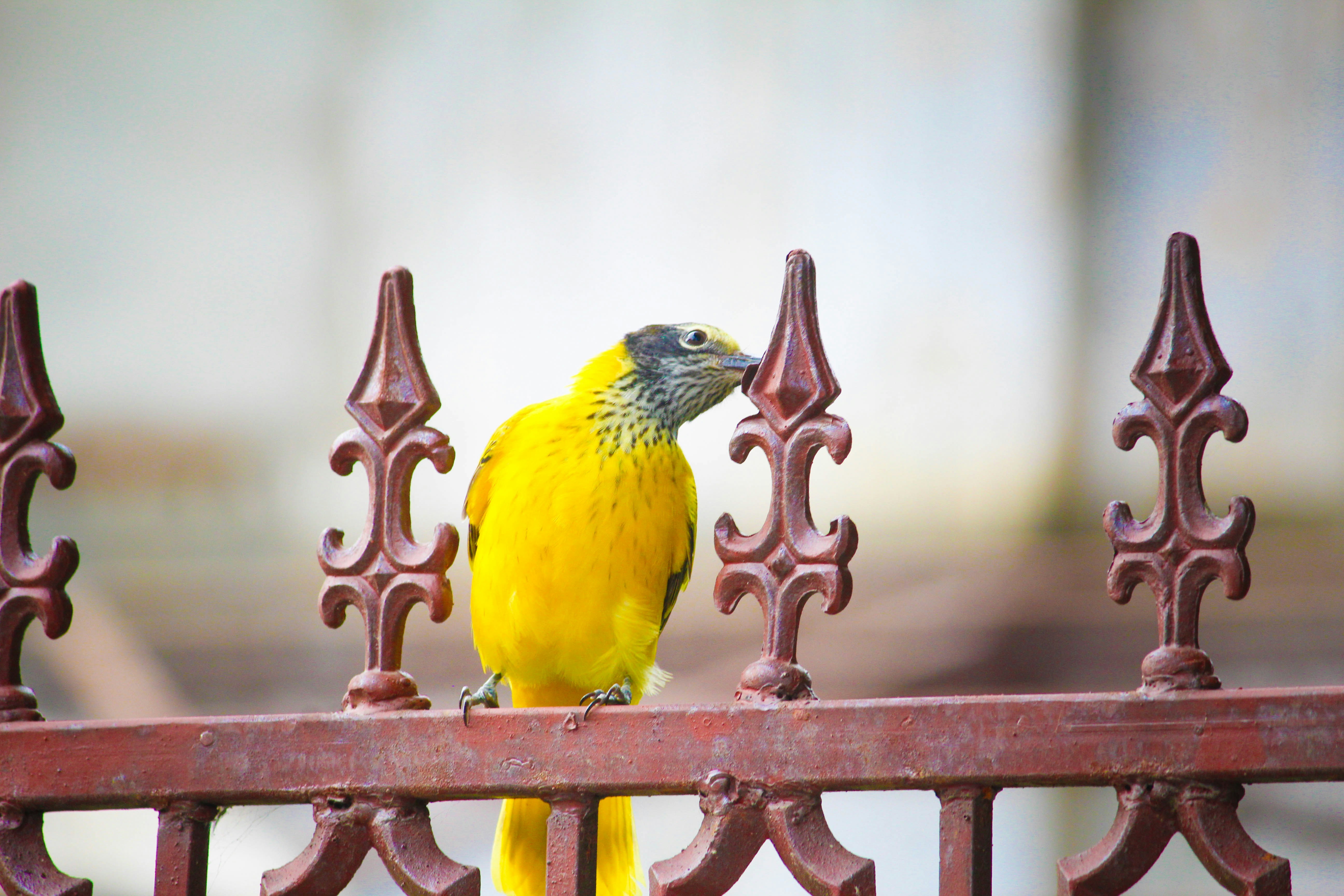 a bird perched on a fence