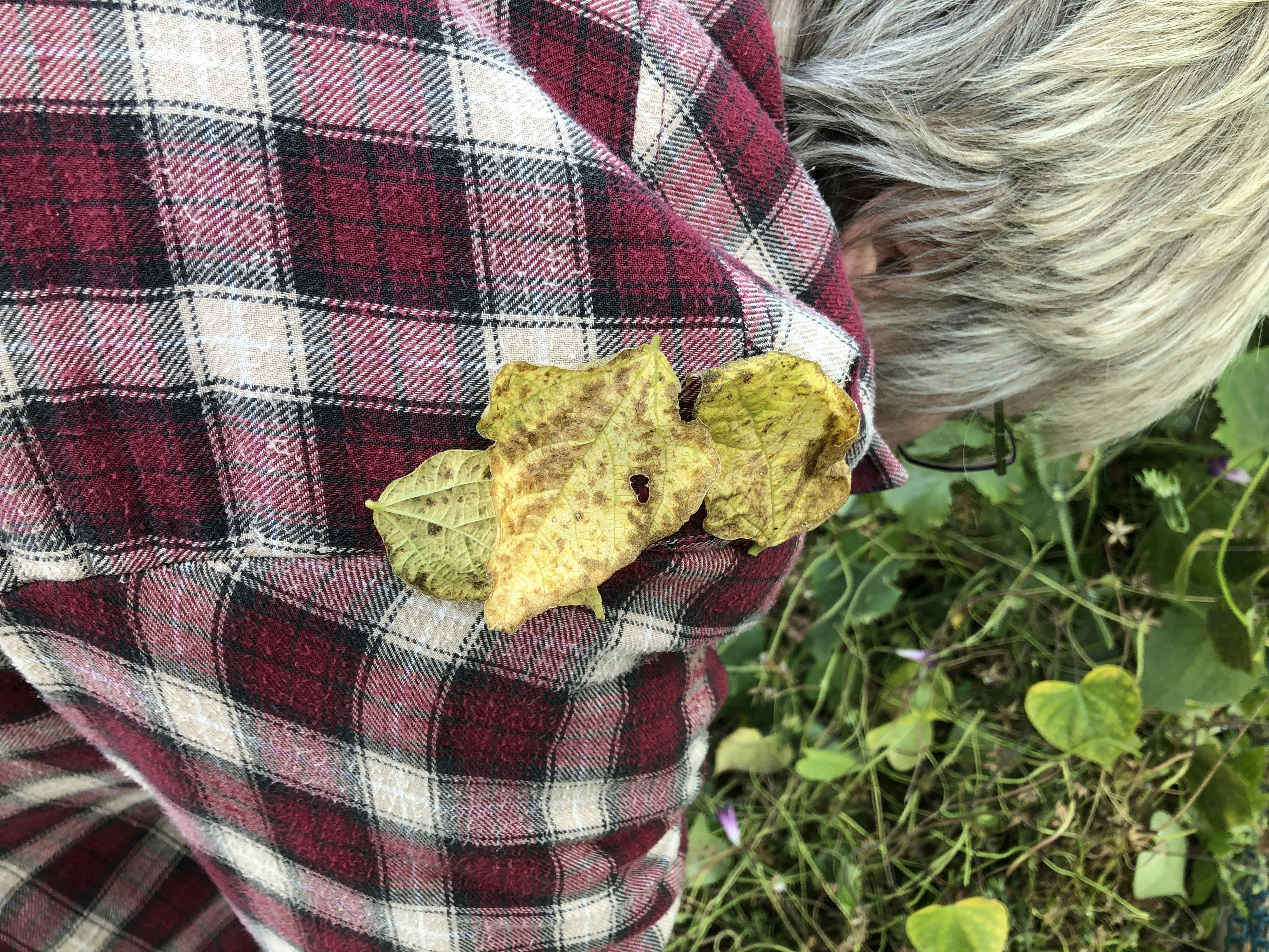 Autumn Leaf Clump on Plaid Belt