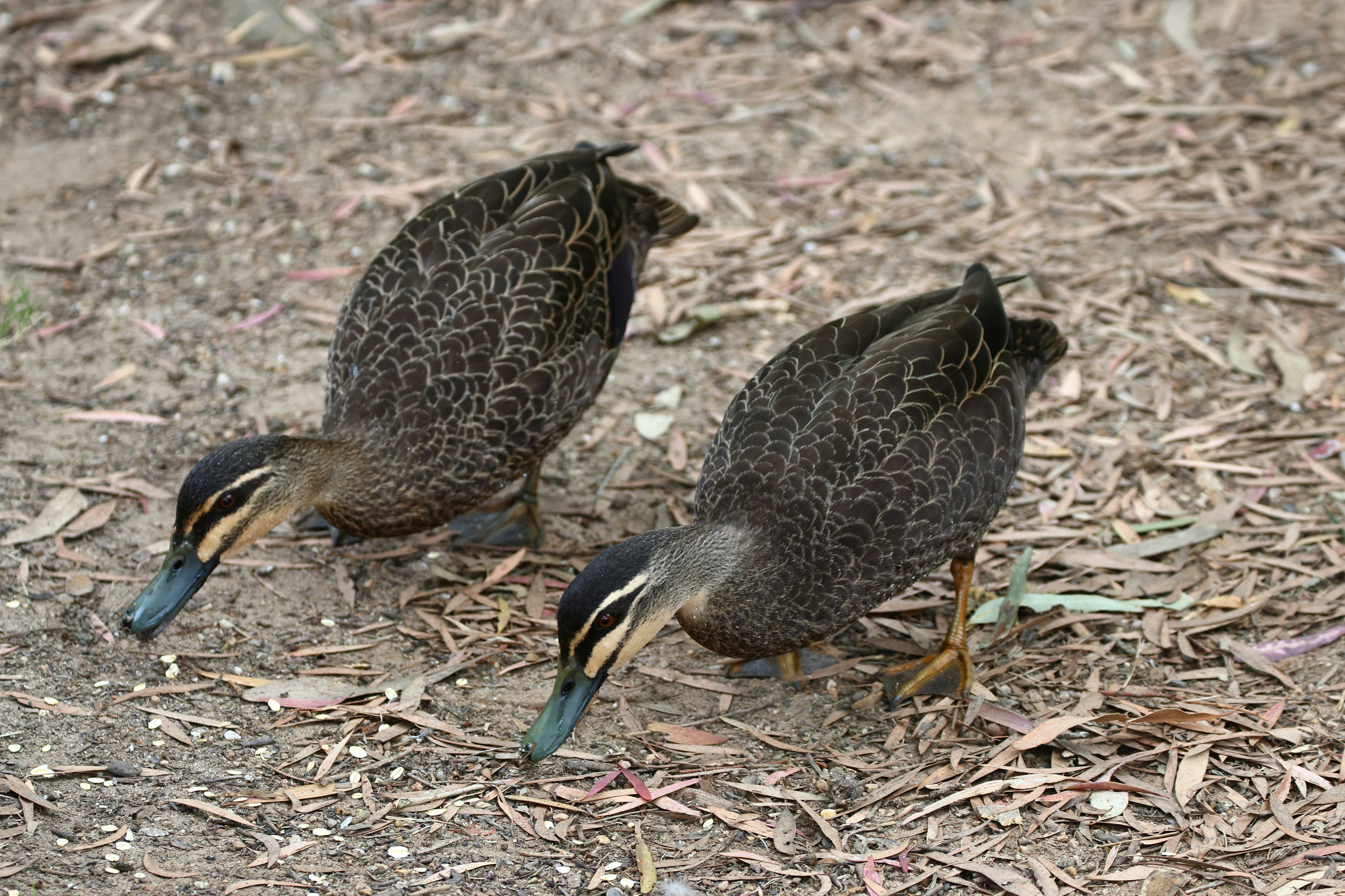 Foto Dos patos en el suelo – Imagen Patos gratis en Unsplash
