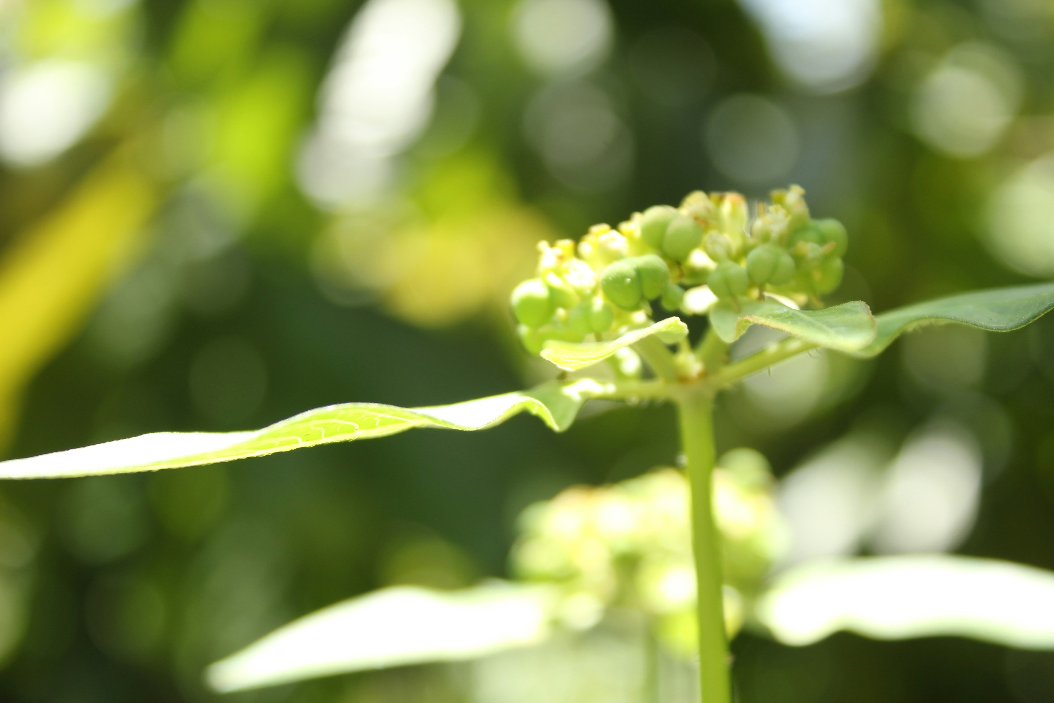 Photo by Adriansyah Amc with Canon EOS 1300D