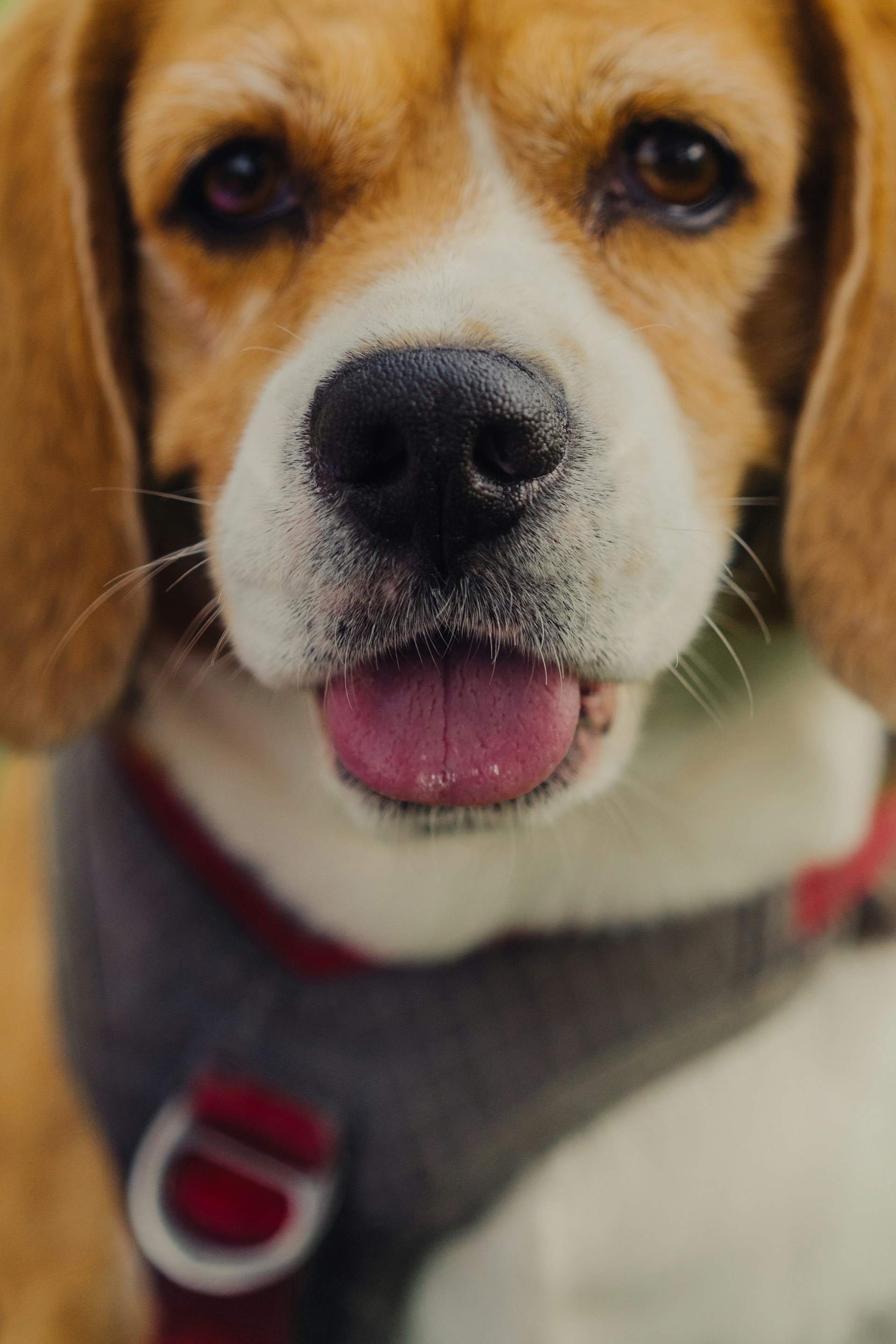 Beagle Nose Portrait: Nose-Centered Close-Up with Velvet Blur