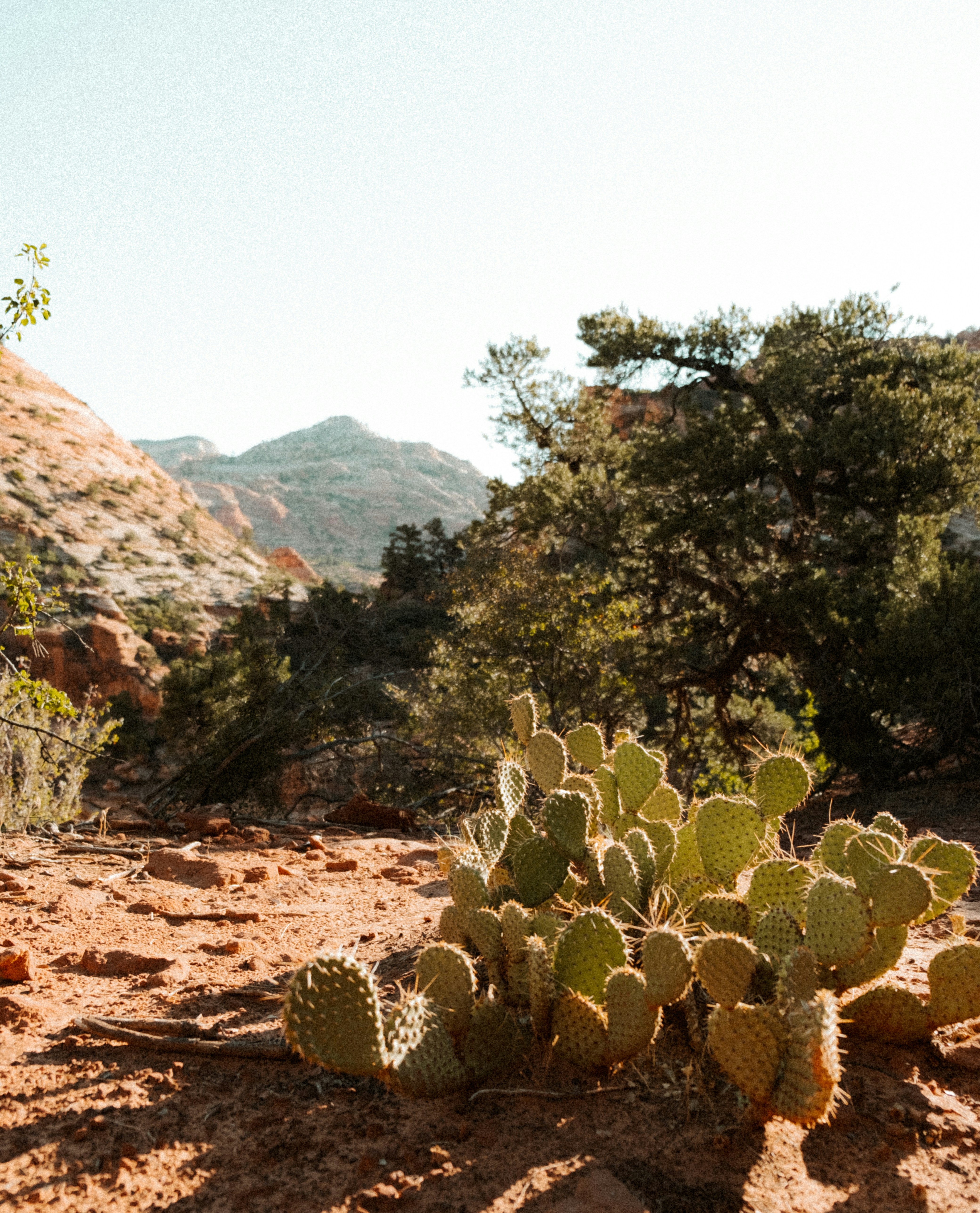 Cactus Choir on Red Earth: Sunlit Desert Valleys and Distant Peaks