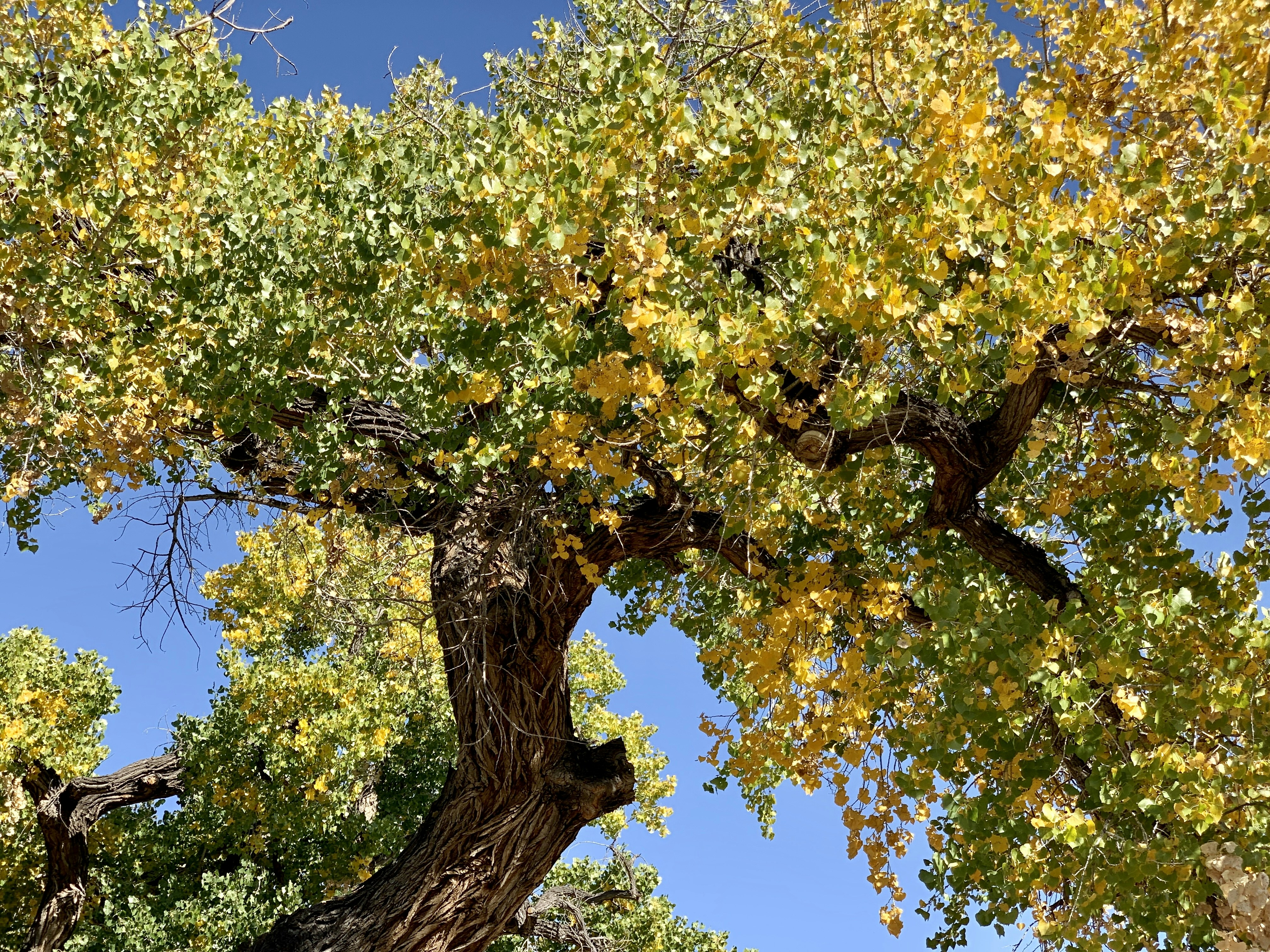 Golden Canopy Under a Clear Blue Sky