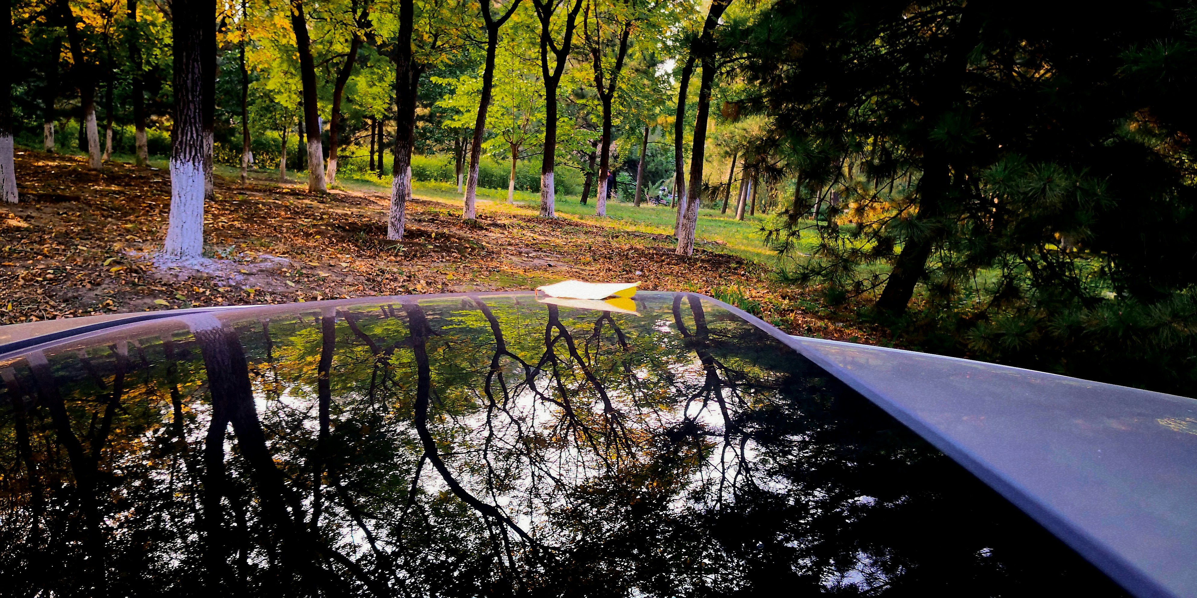 Autumn leaves reflected on a glossy car roof amidst a serene forest setting, showcasing the interplay of nature and modernity.