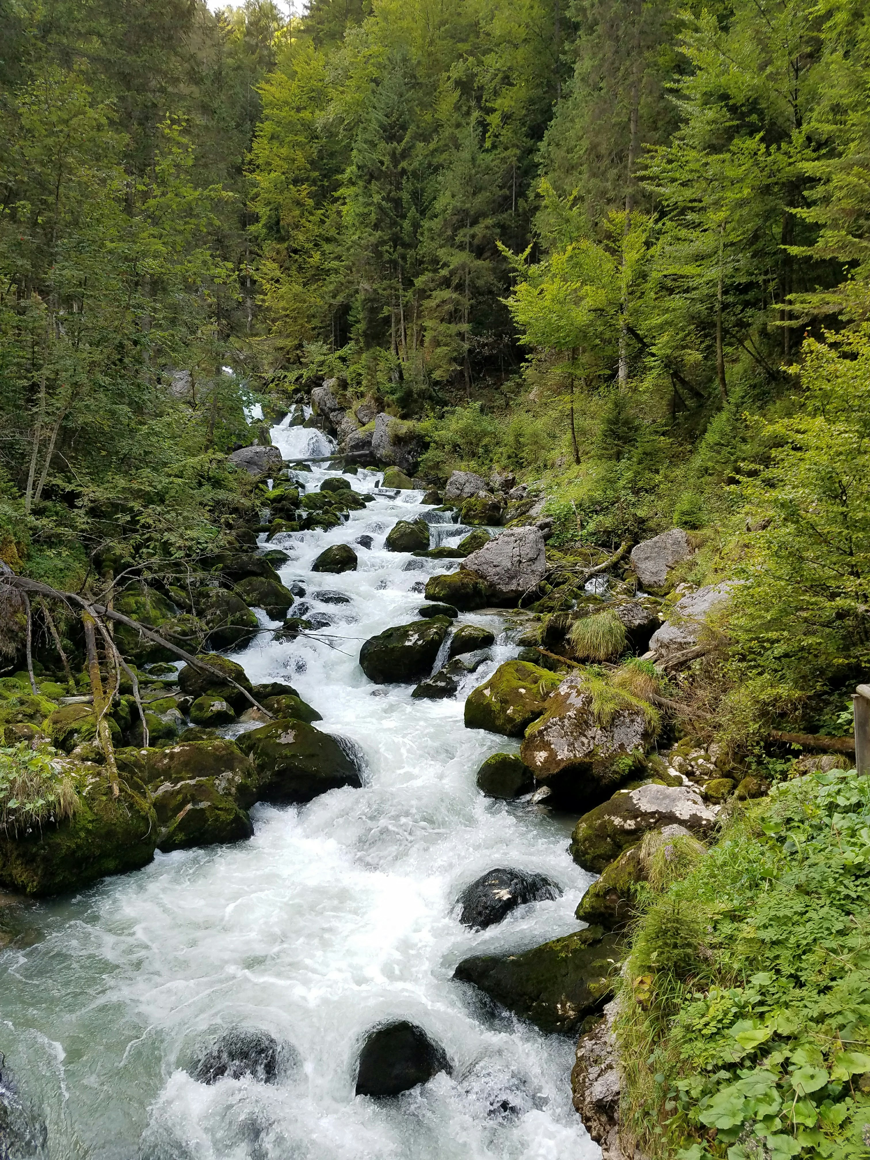 A river running through a forest photo – Free Hallstatt Image on Unsplash