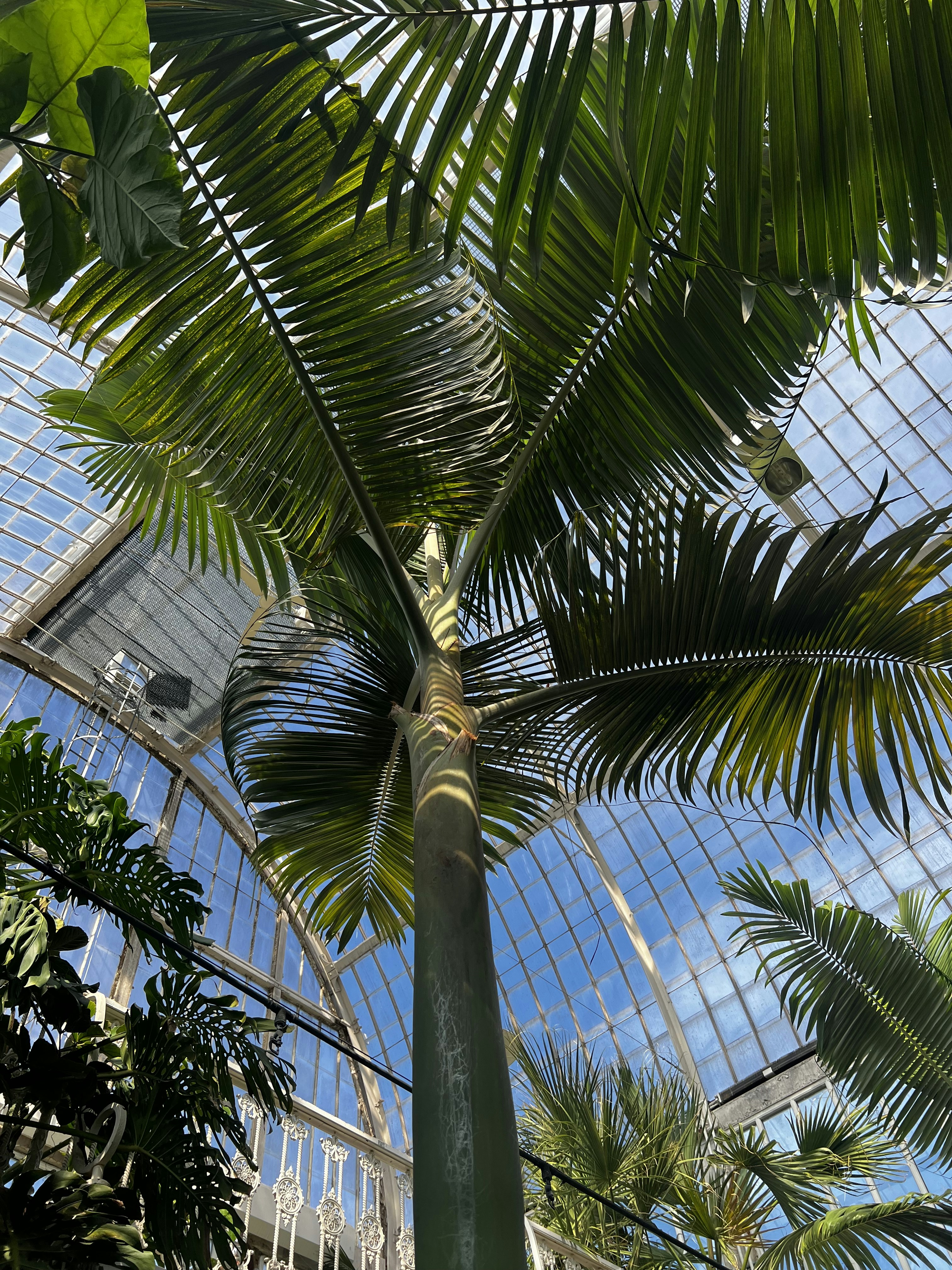 A palm tree with a building in the background photo – Free Sweden Image ...