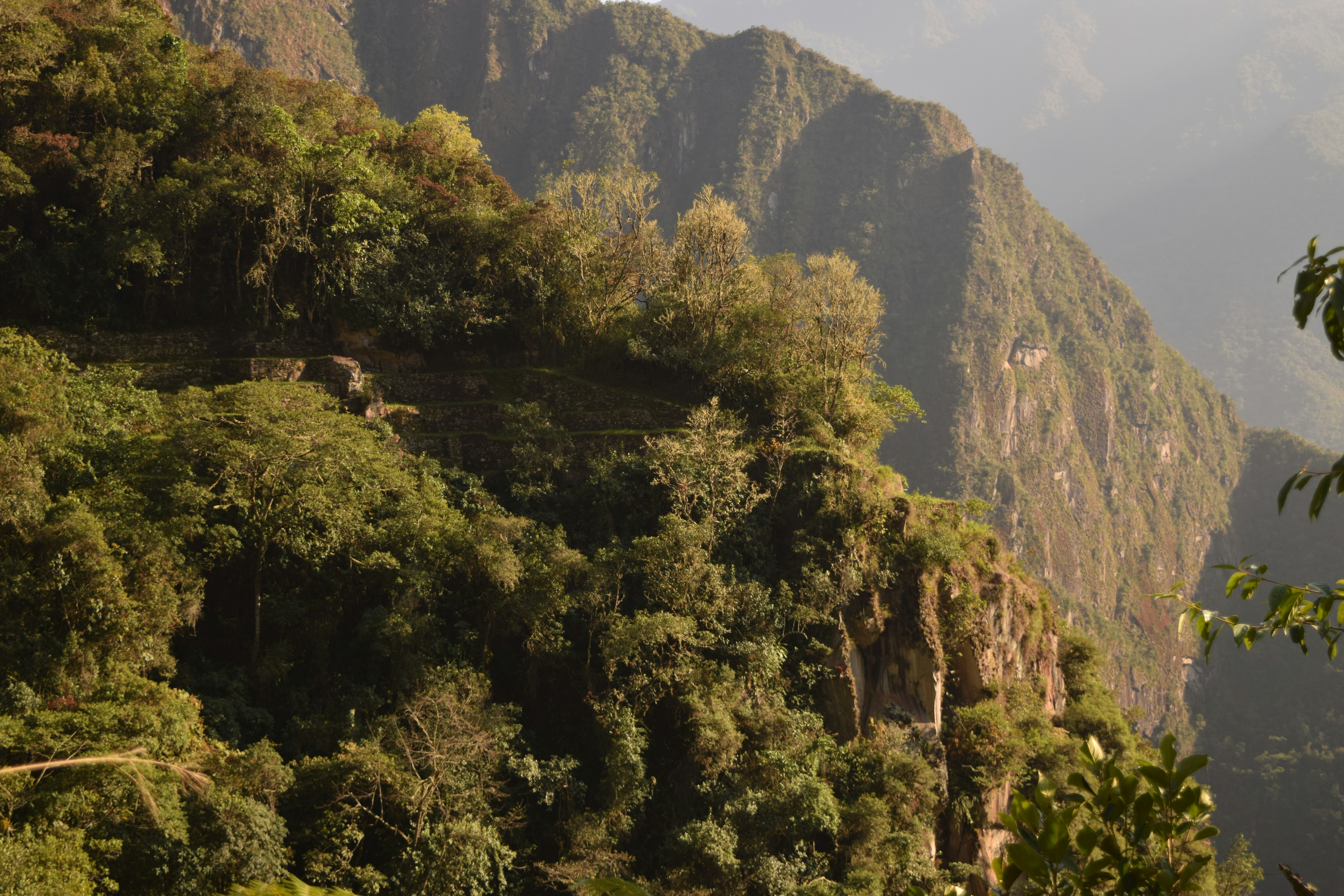 Lush green trees covering a rugged mountain slope under soft light.