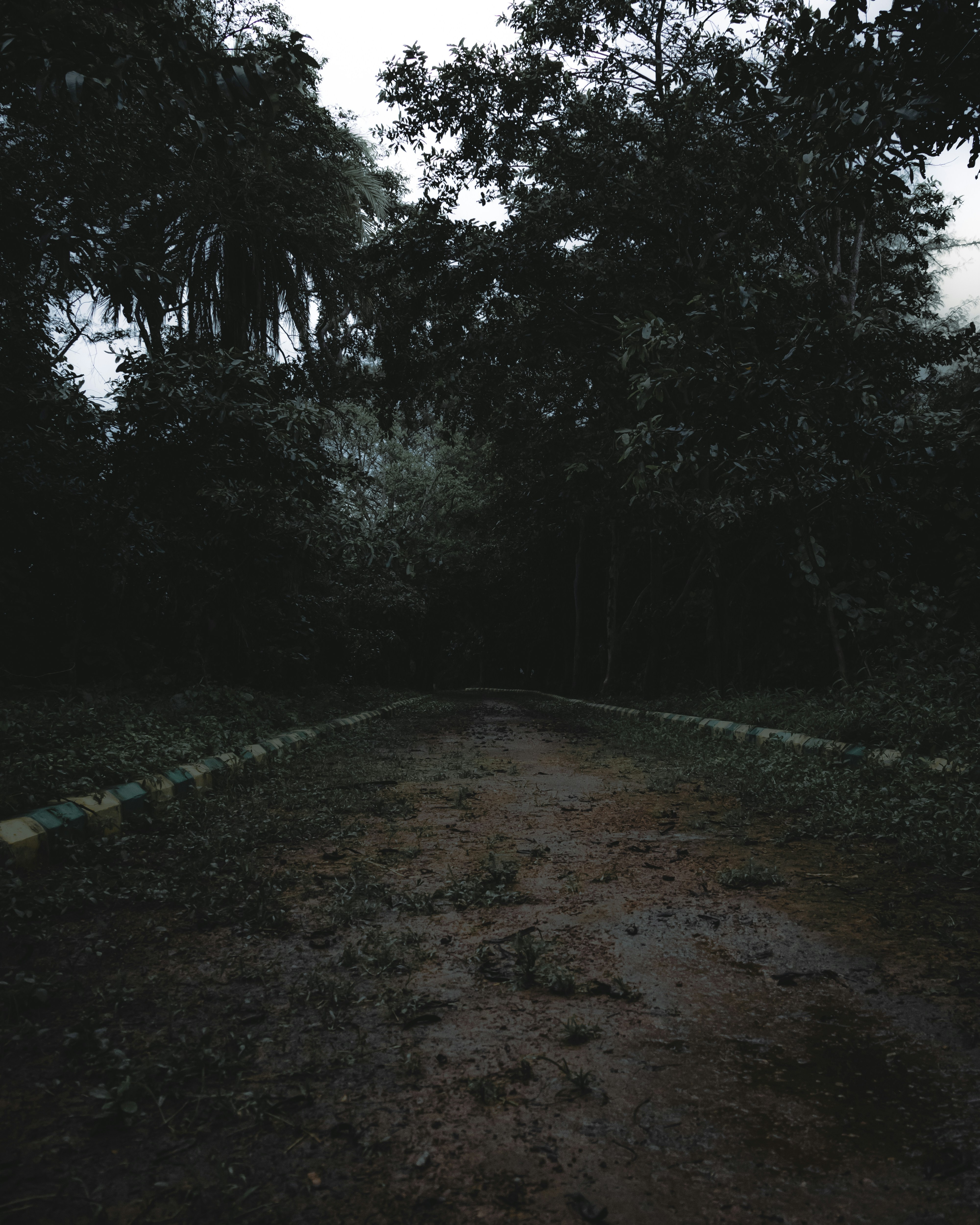 Mystic Pathway Through the Gloom