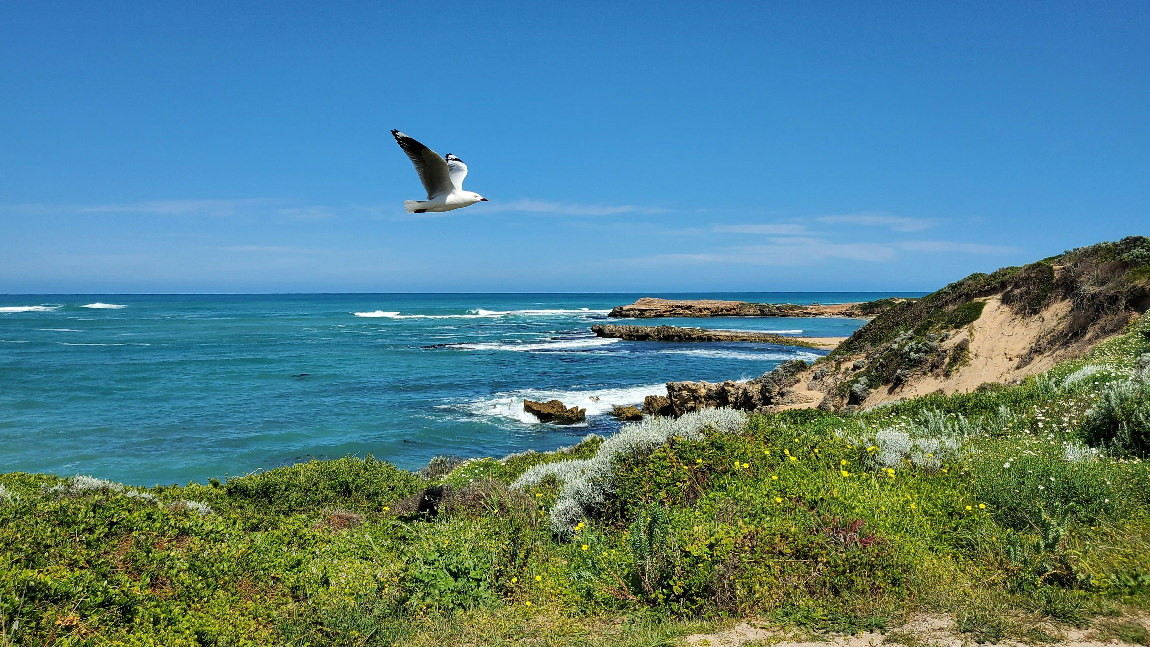 Seagull soars over a windswept coastline where turquoise sea meets scrubby vegetation. This daylight photograph emphasizes the open sky and shoreline as its focal elements.