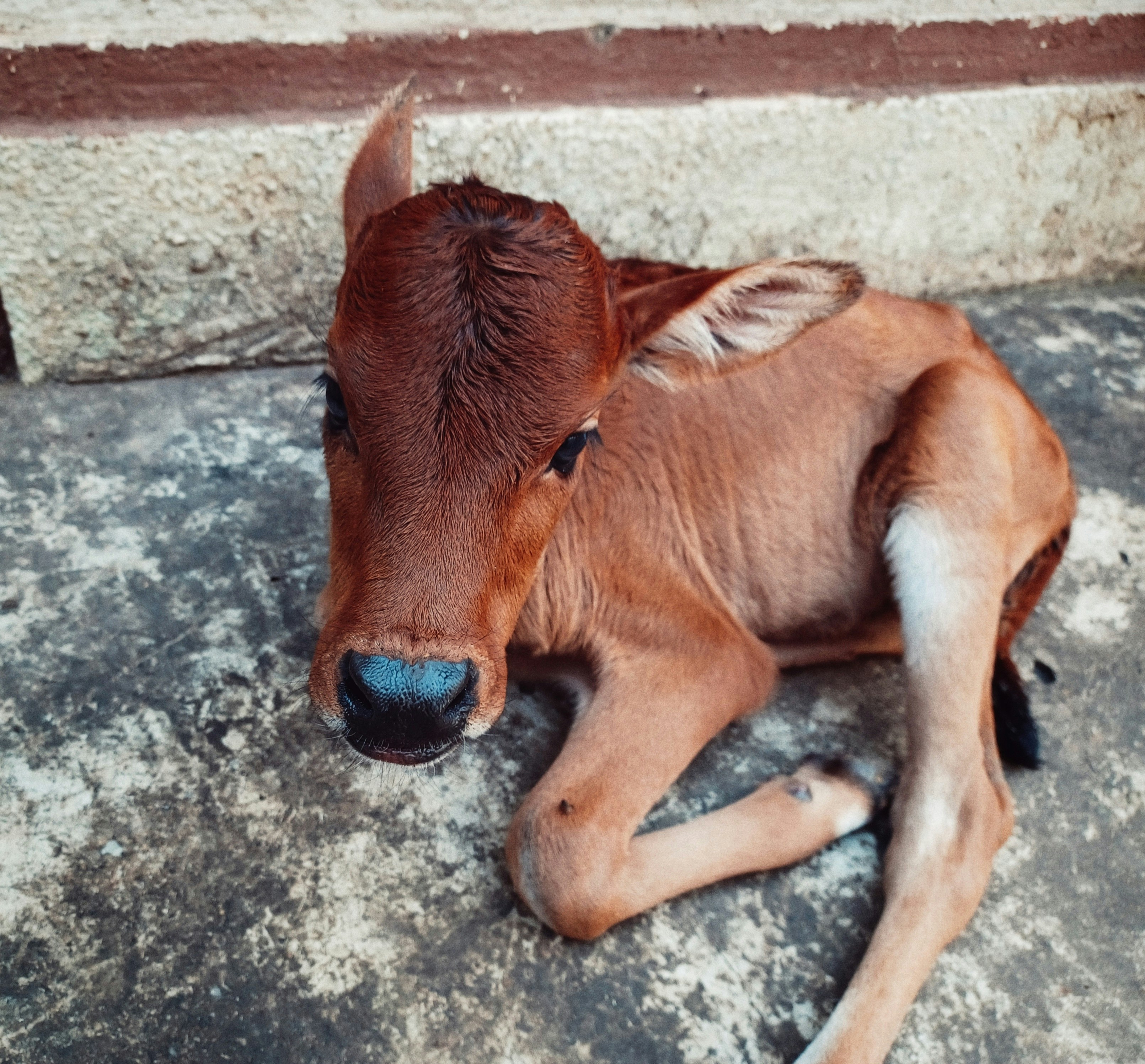 Young calf resting on a concrete surface, showcasing its delicate features and curious expression.