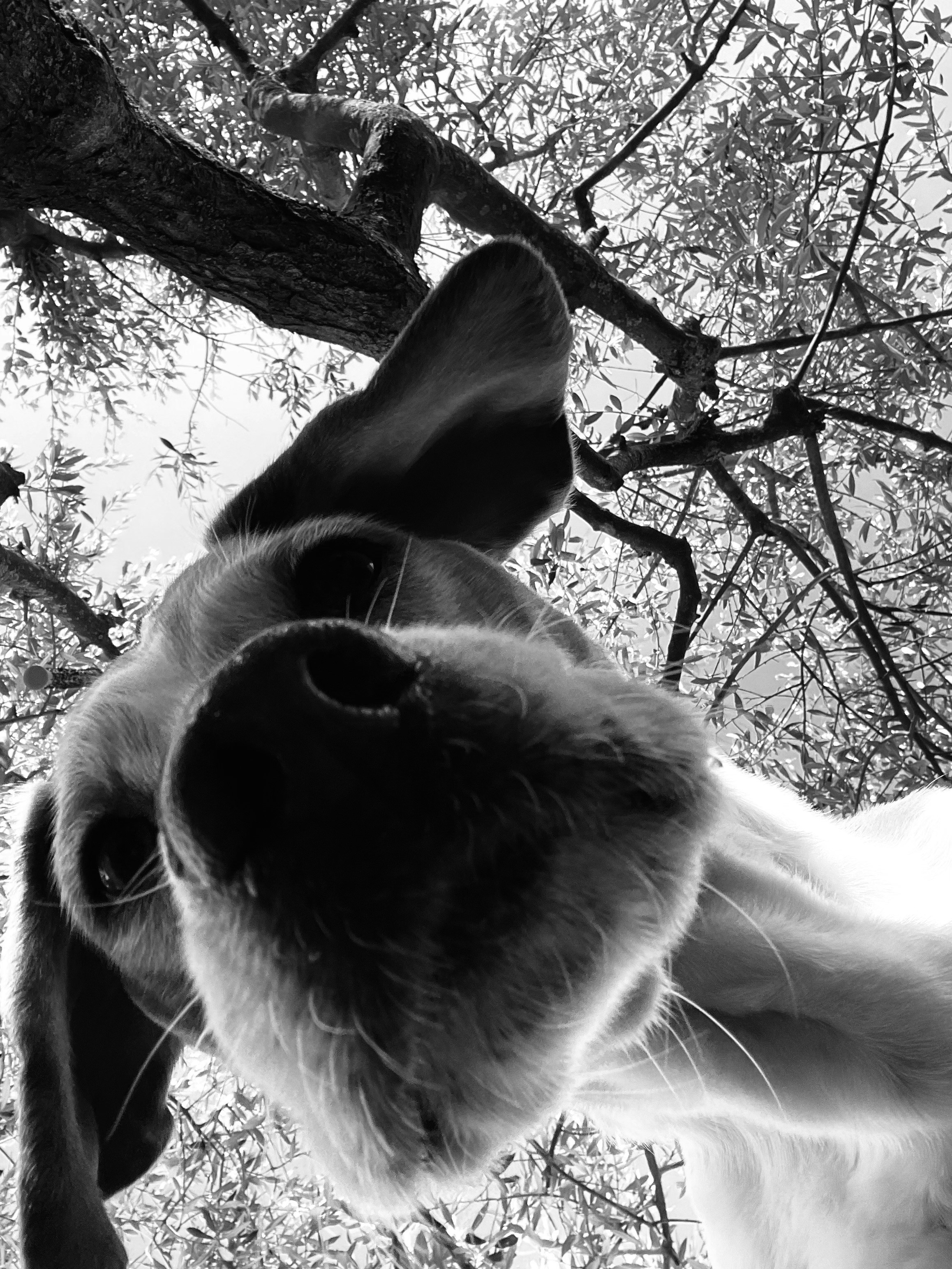 My dog