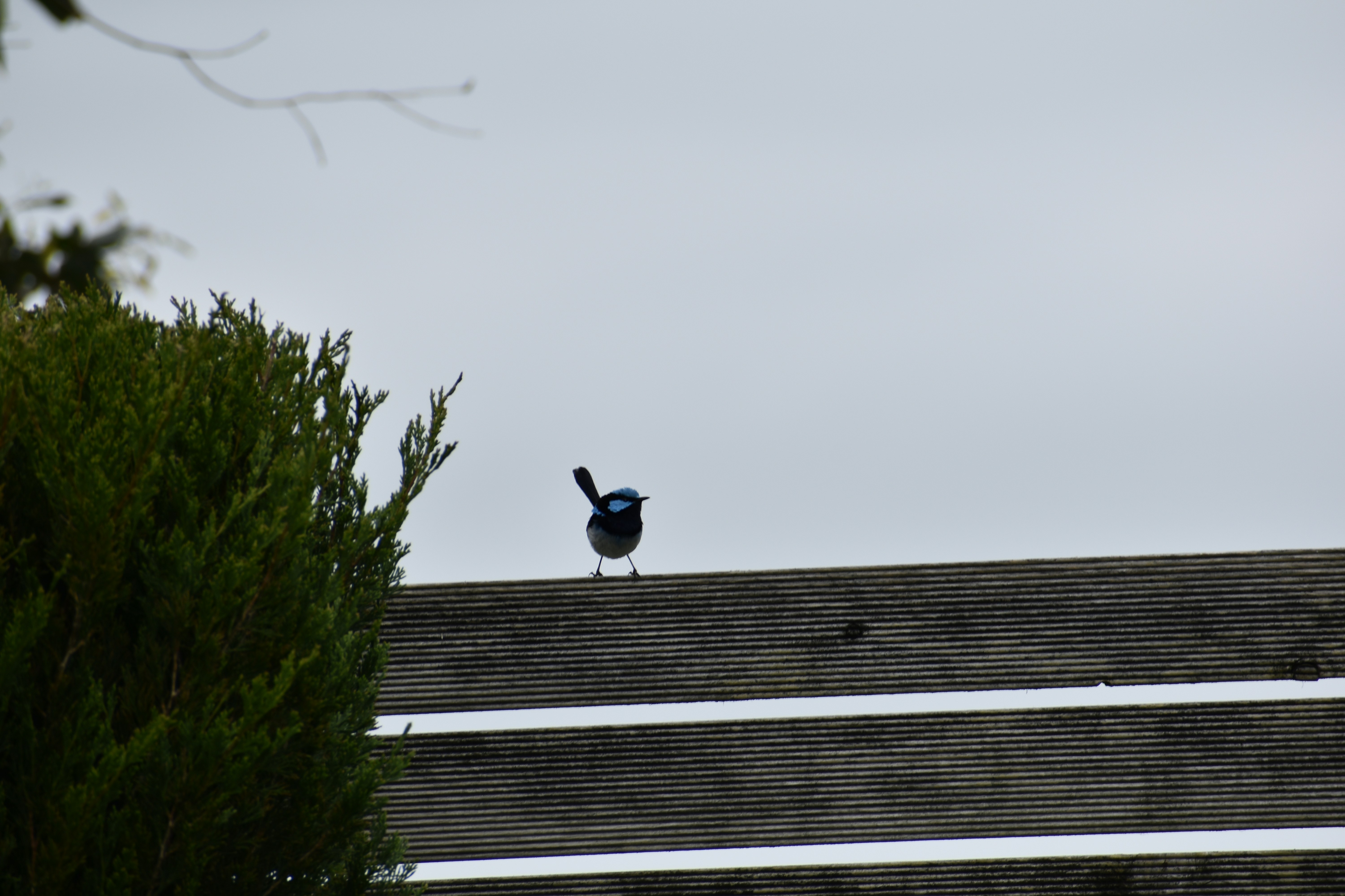 Rooftop Vigil: A Small Blue Bird Perches at the Edge