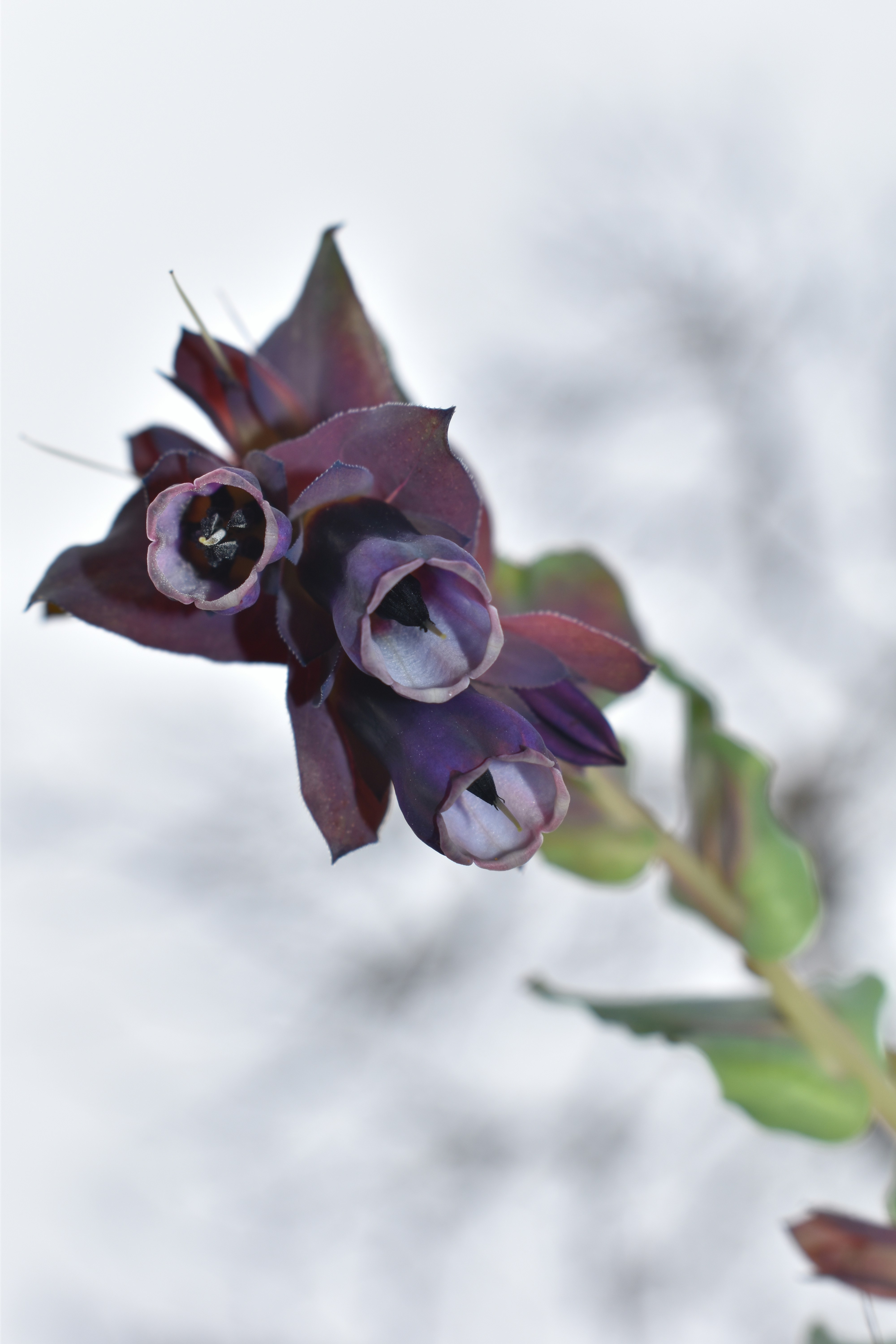 Photo by Megan Gettens with Nikon D5600