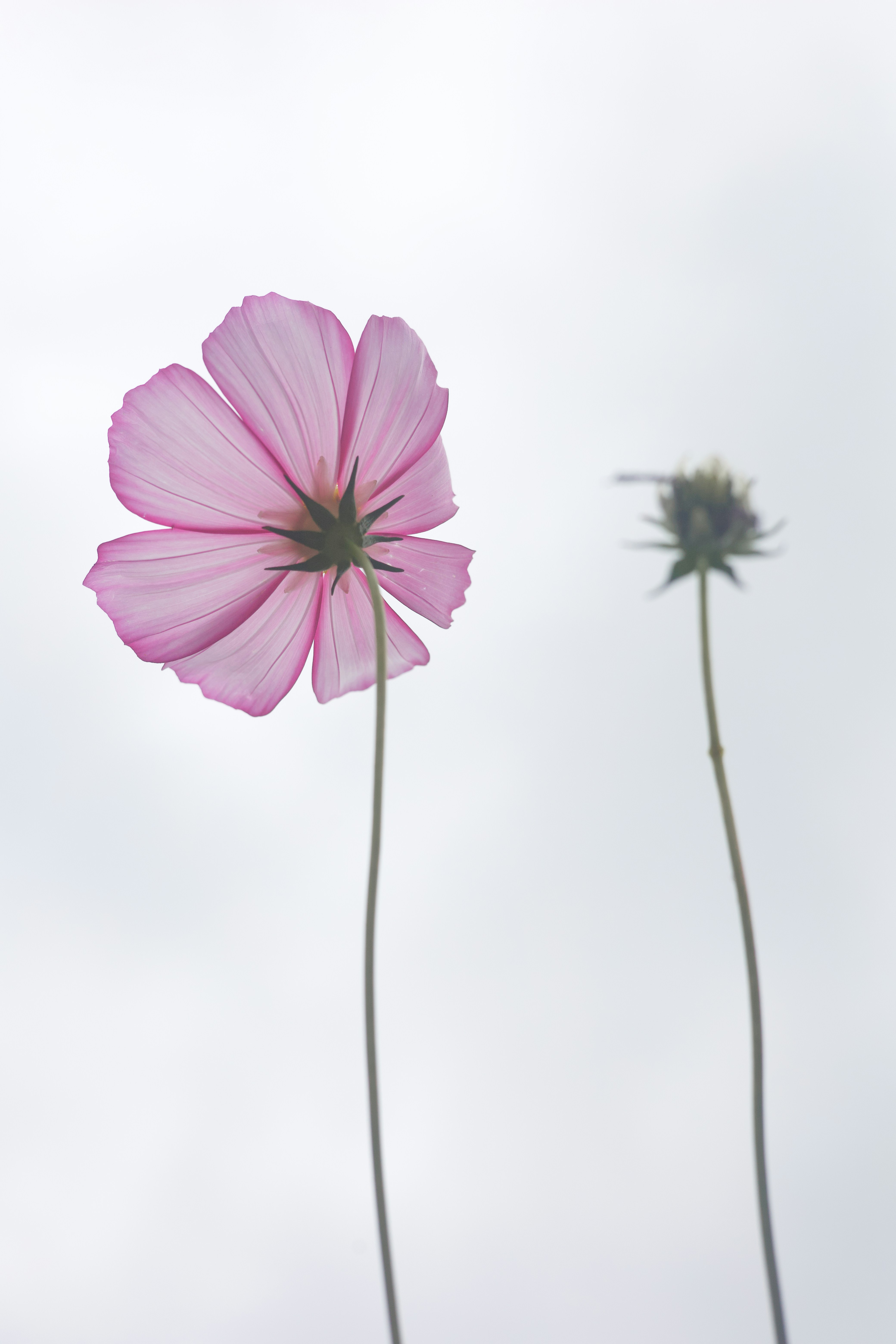 A pink flower on a stalk photo – Free 中国 Image on Unsplash