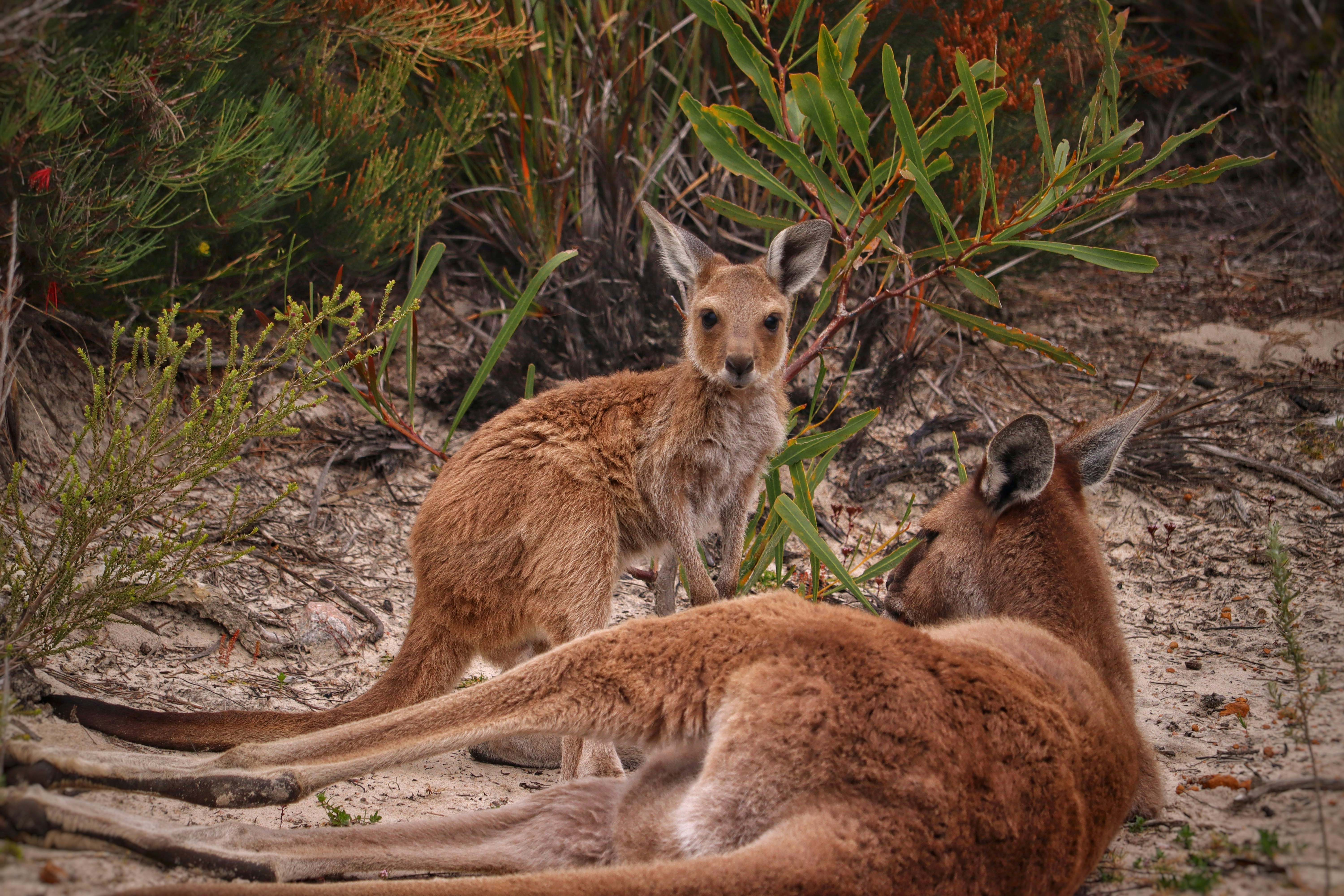 A group of animals lying on the ground photo – Free Cape le grand ...