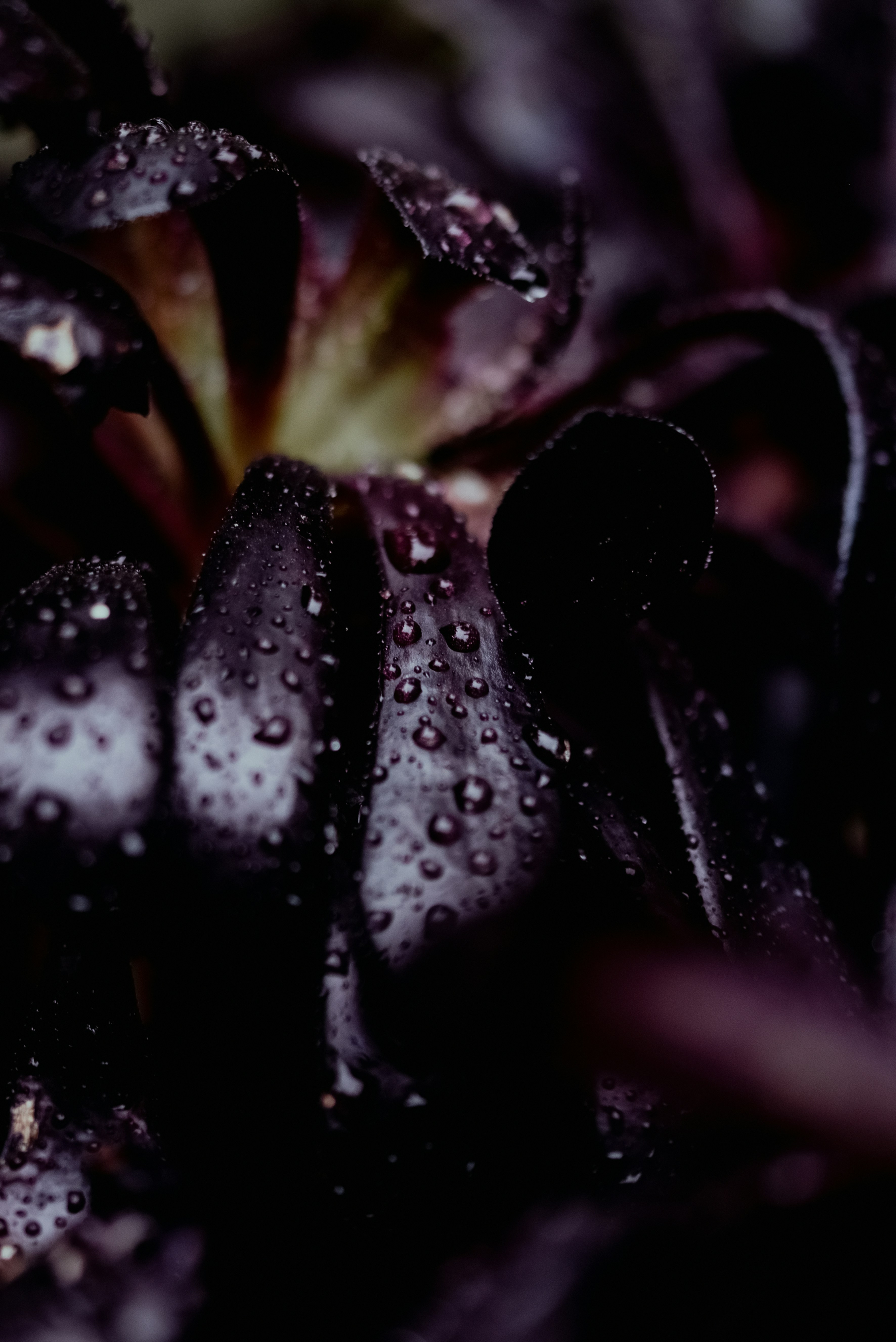 Gros plan d’une plante photo – Image gratuite de Planter sur Unsplash