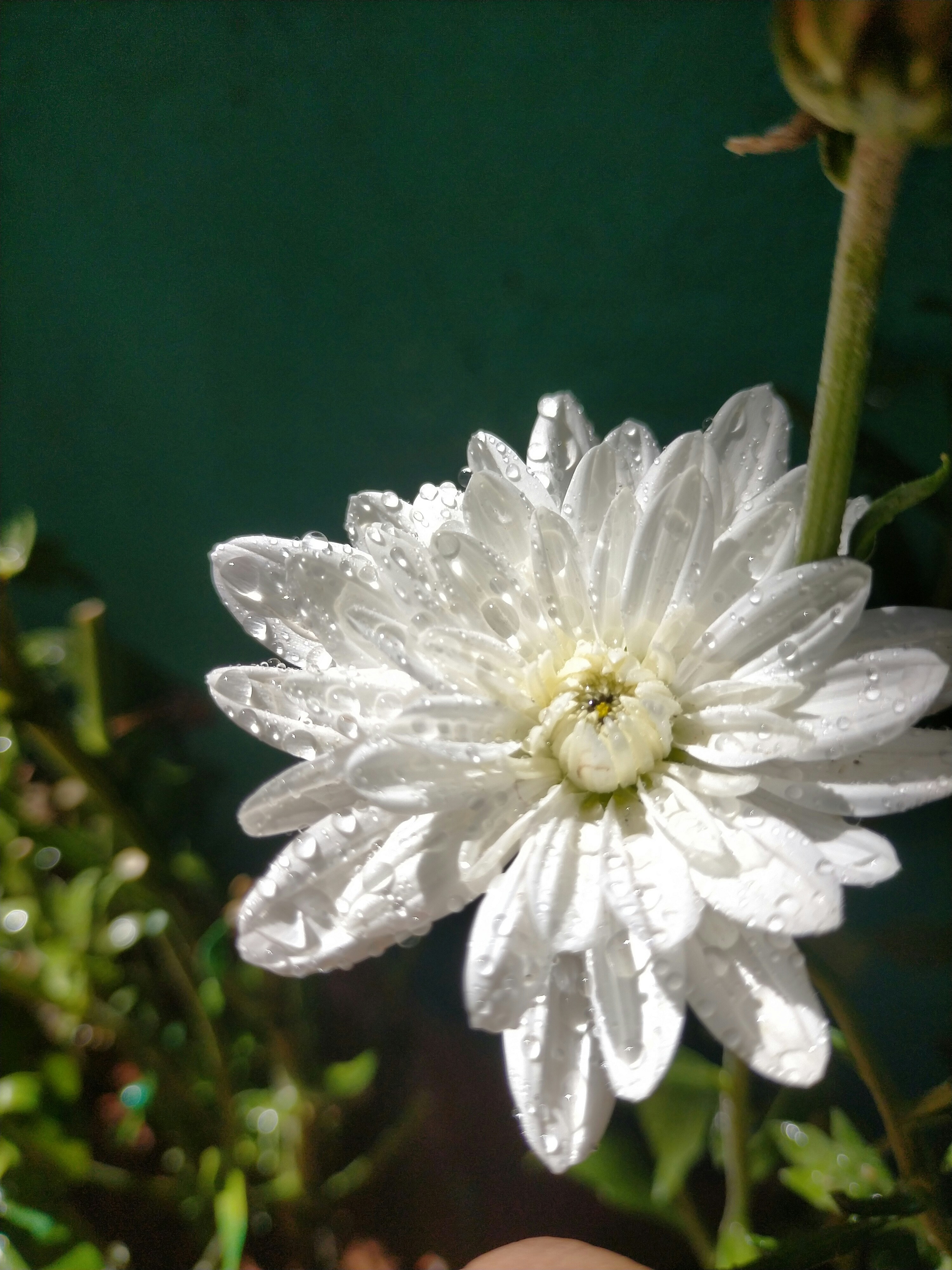 Close-up of a white flower adorned with droplets of water, showcasing intricate petal details against a vibrant green background.
