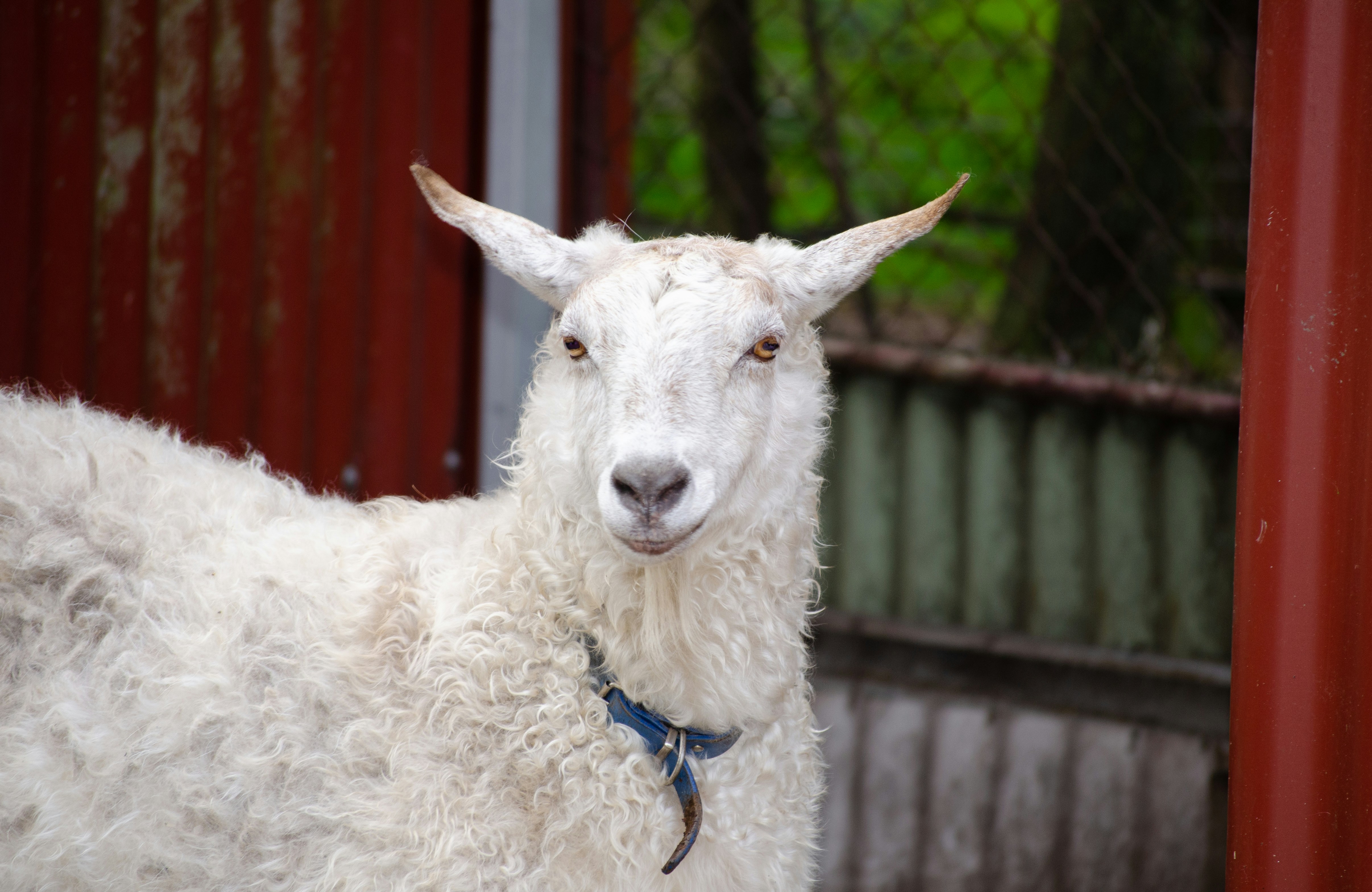 A white goat with a blue collar photo – Free Goat Image on Unsplash