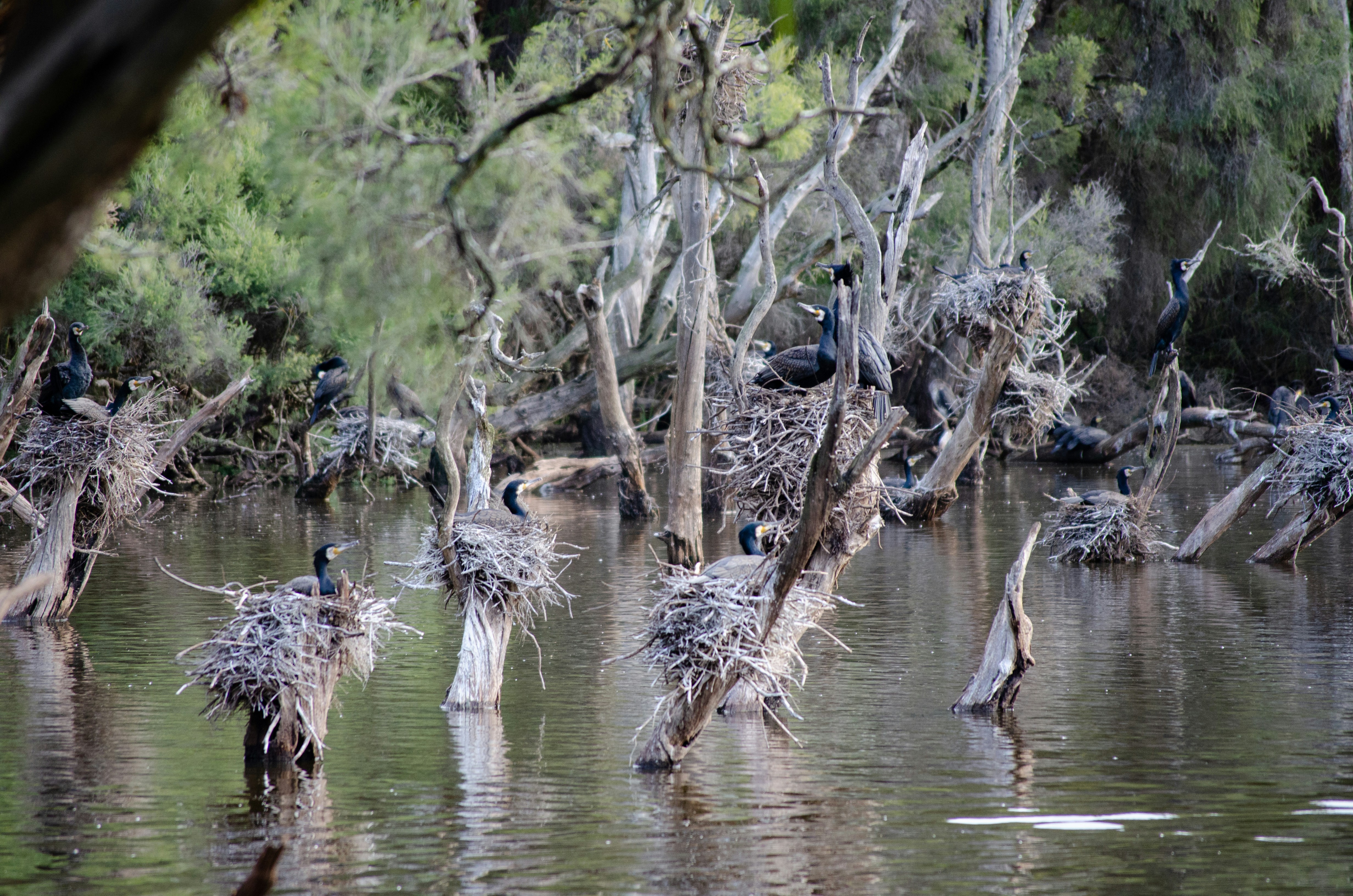 Perched Sentinels in a Quiet Swamp: Birds Among Skeletonized Trees