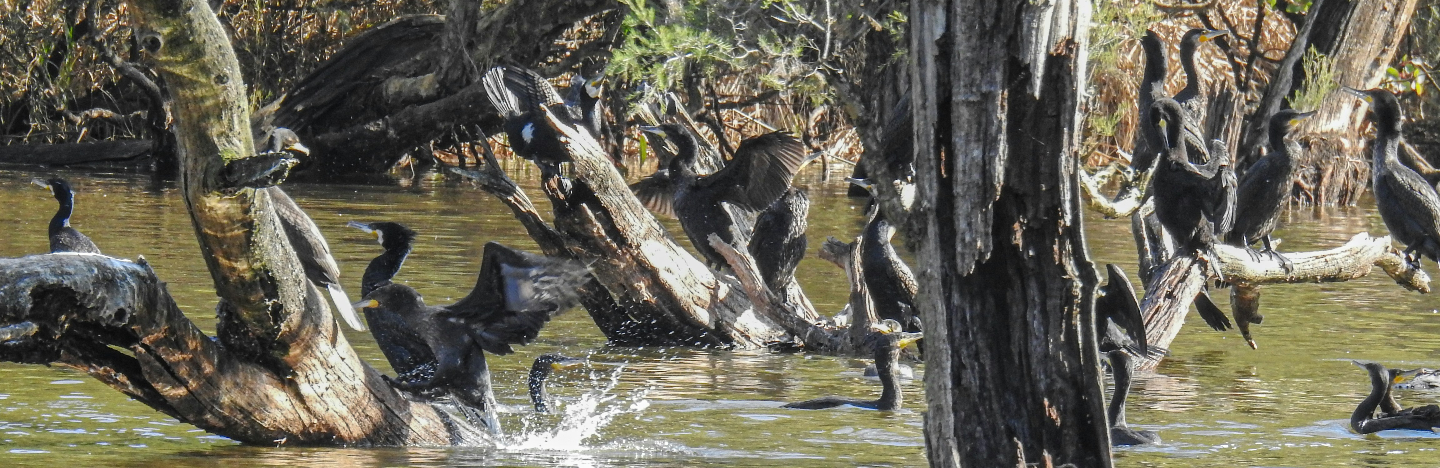 Ghost Forest Choir: Cormorants Perched in a Waterlogged Trunk Forest