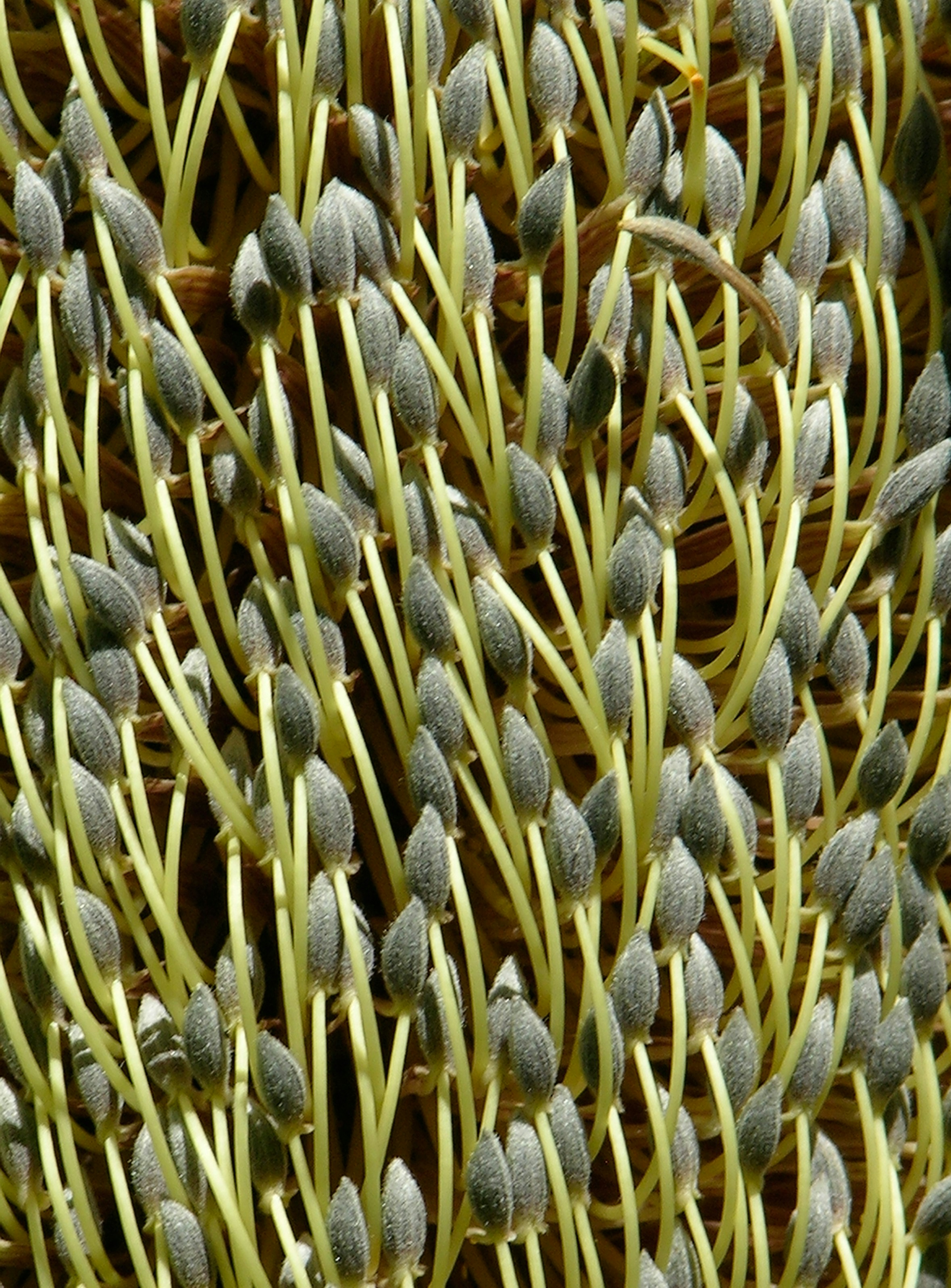 up close view of sprouting seeds from a flowering plant in Australia