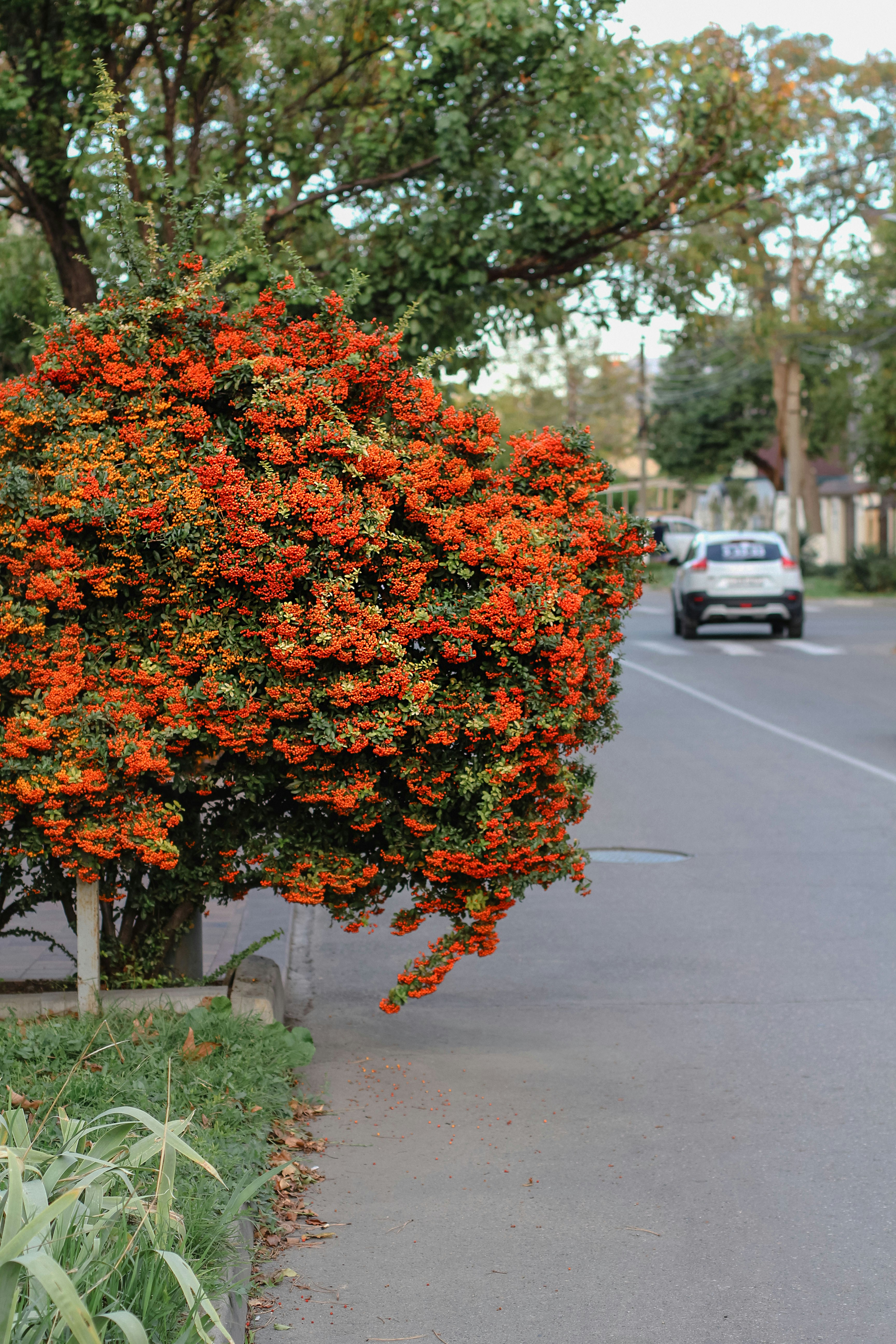 a tree with orange flowers