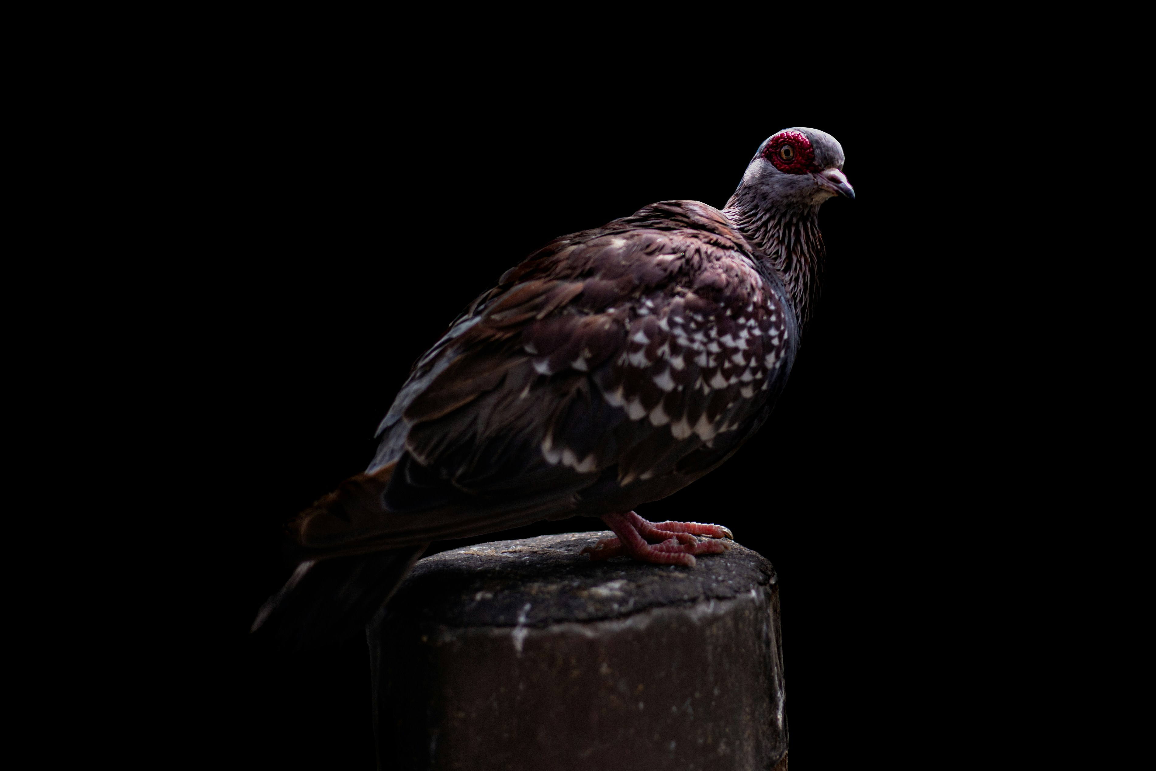 A bird standing on a stump photo – Free Holt pound lane Image on Unsplash