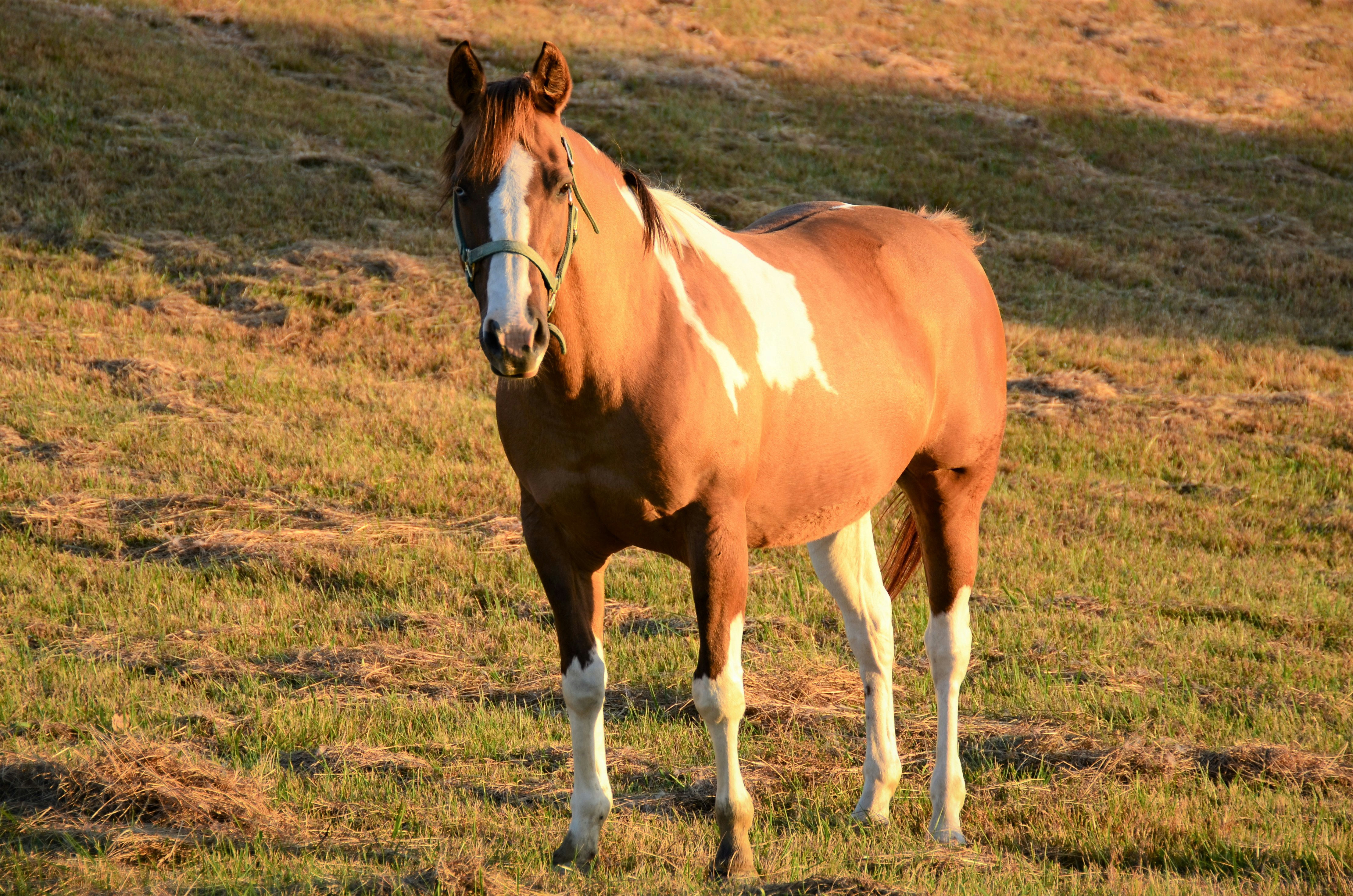 Un caballo parado en un campo foto – Imagen de Mamífero gratuita en ...