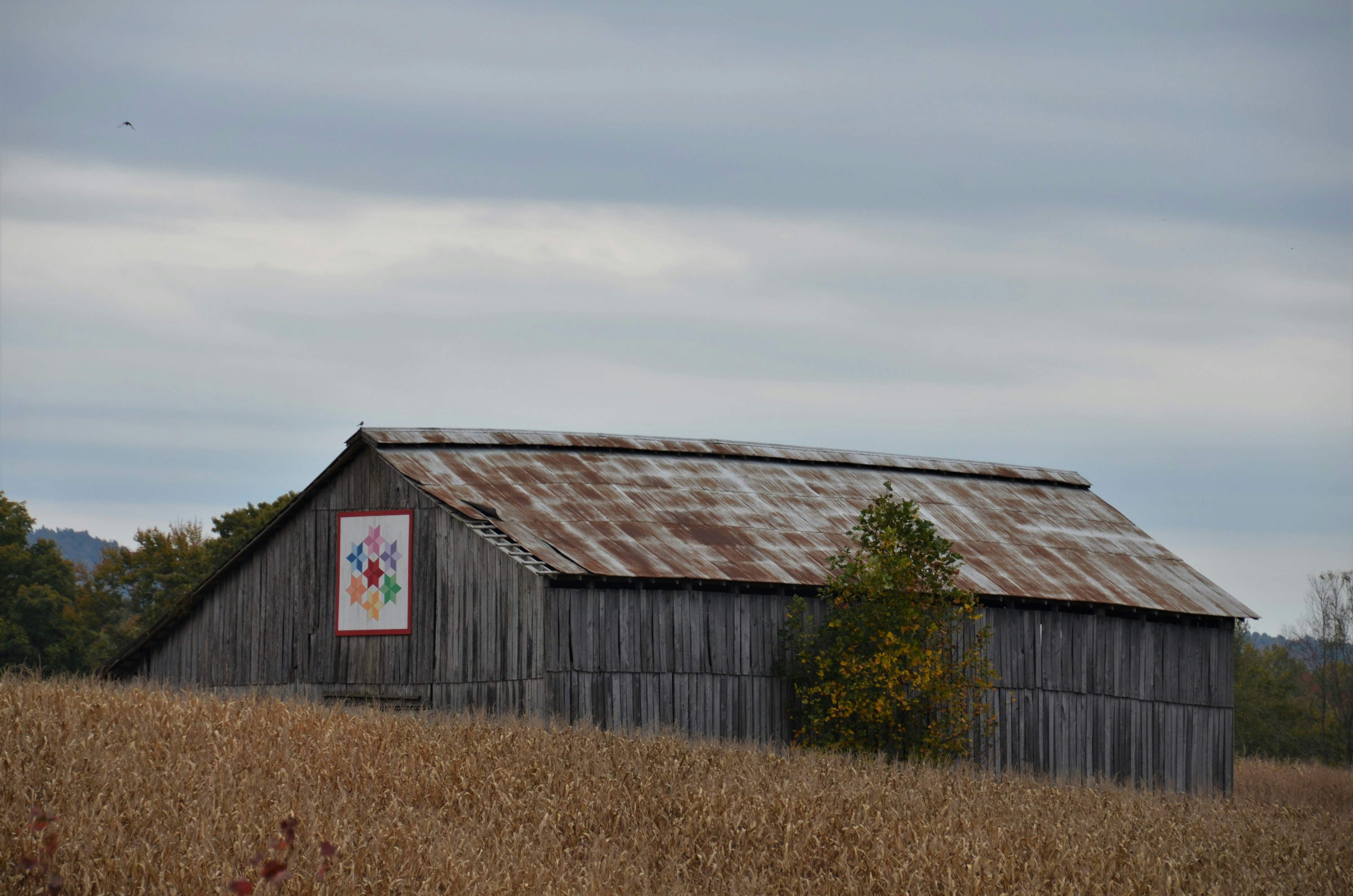 Weathered barn amid a golden field under a pale afternoon sky