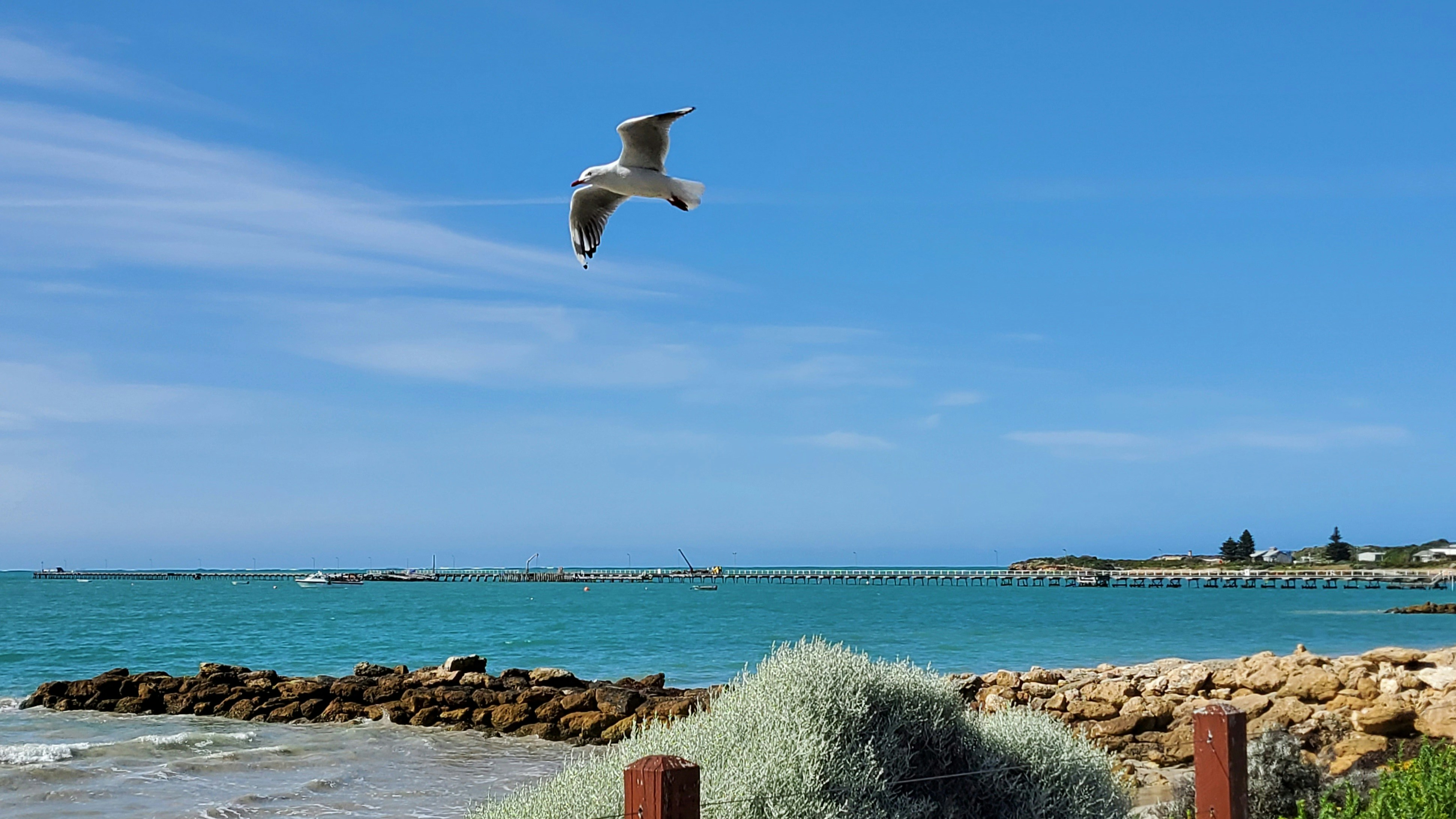 Seagull gliding gracefully over turquoise waters near a rocky shore, framed by lush coastal vegetation.