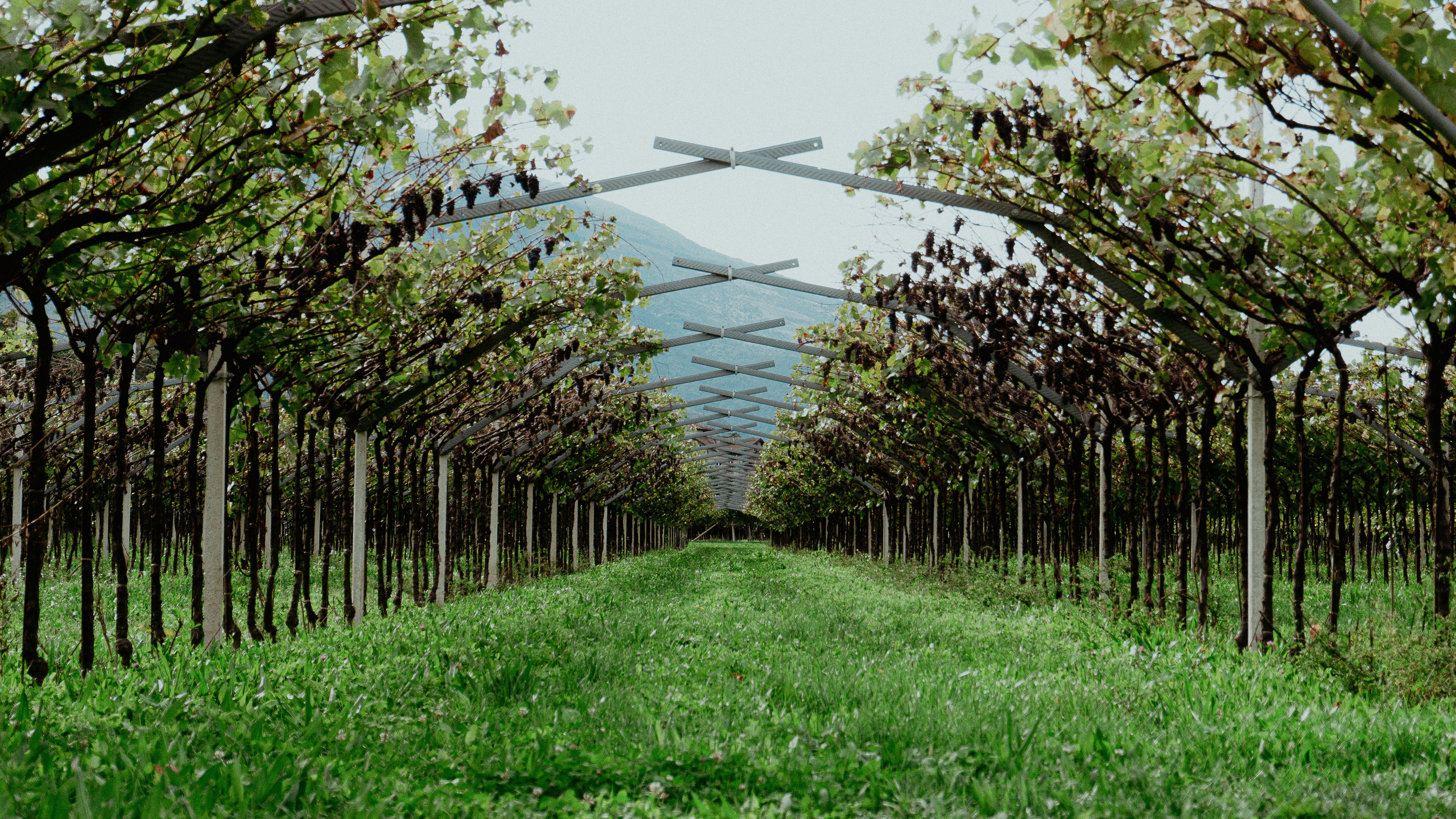 Aisles of Light: Orchard Rows Converging on a Distant Ridge