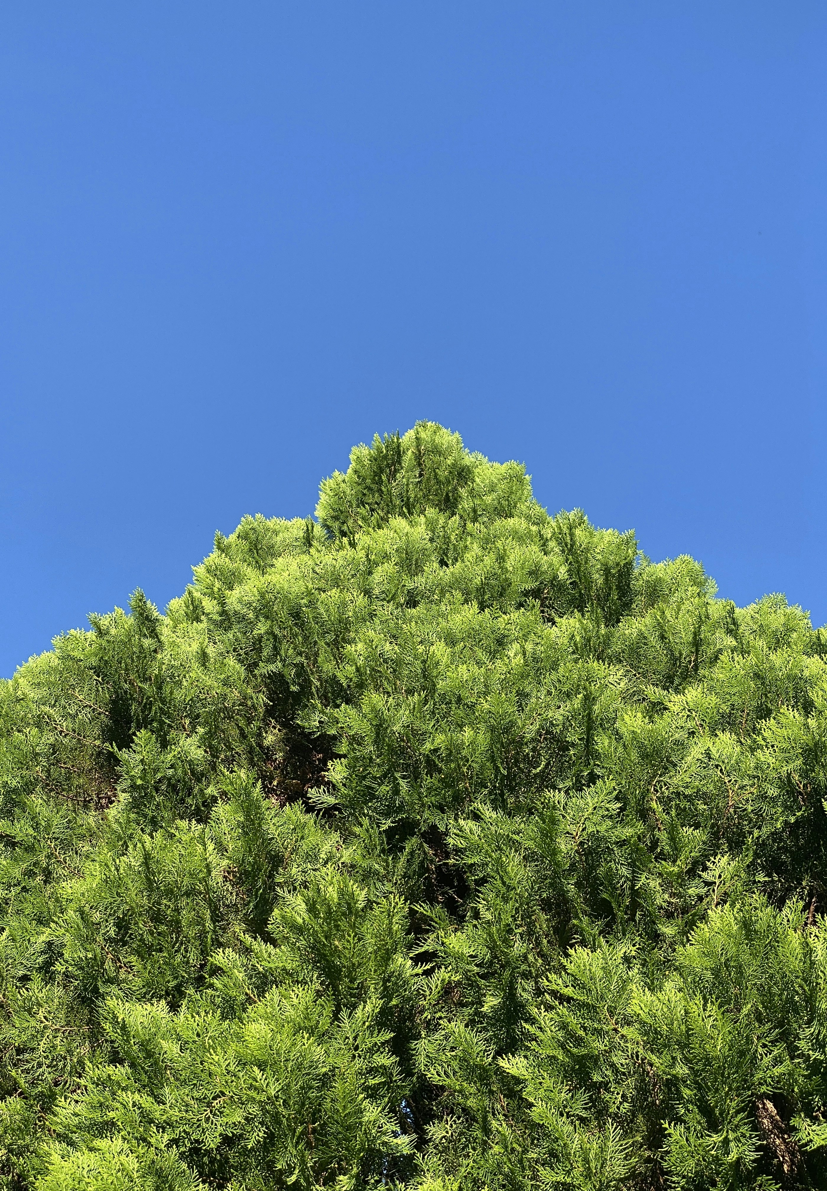 Emerald Crown Beneath a Cerulean Sky
