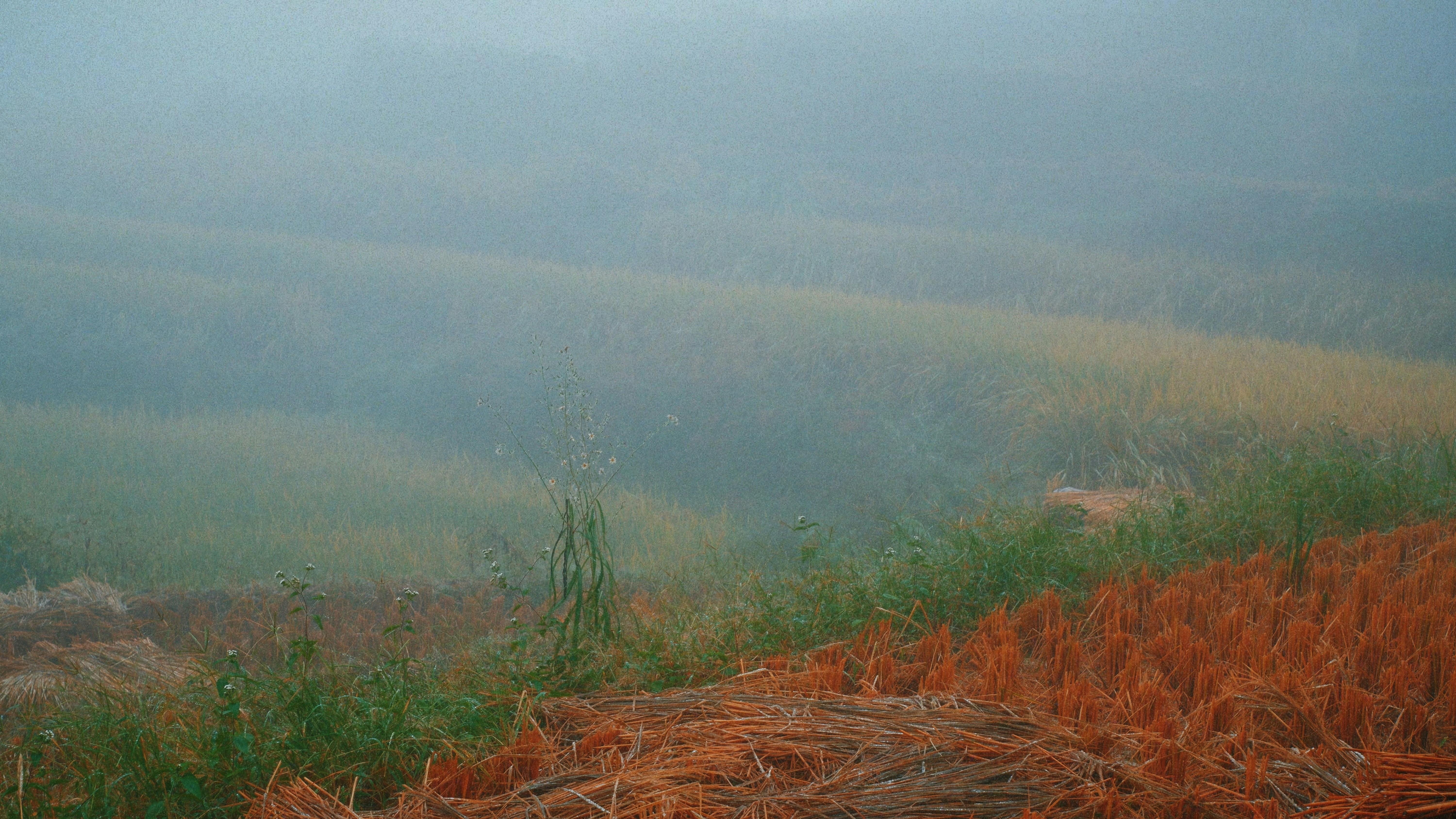 Whispering Mist Over Autumn Fields