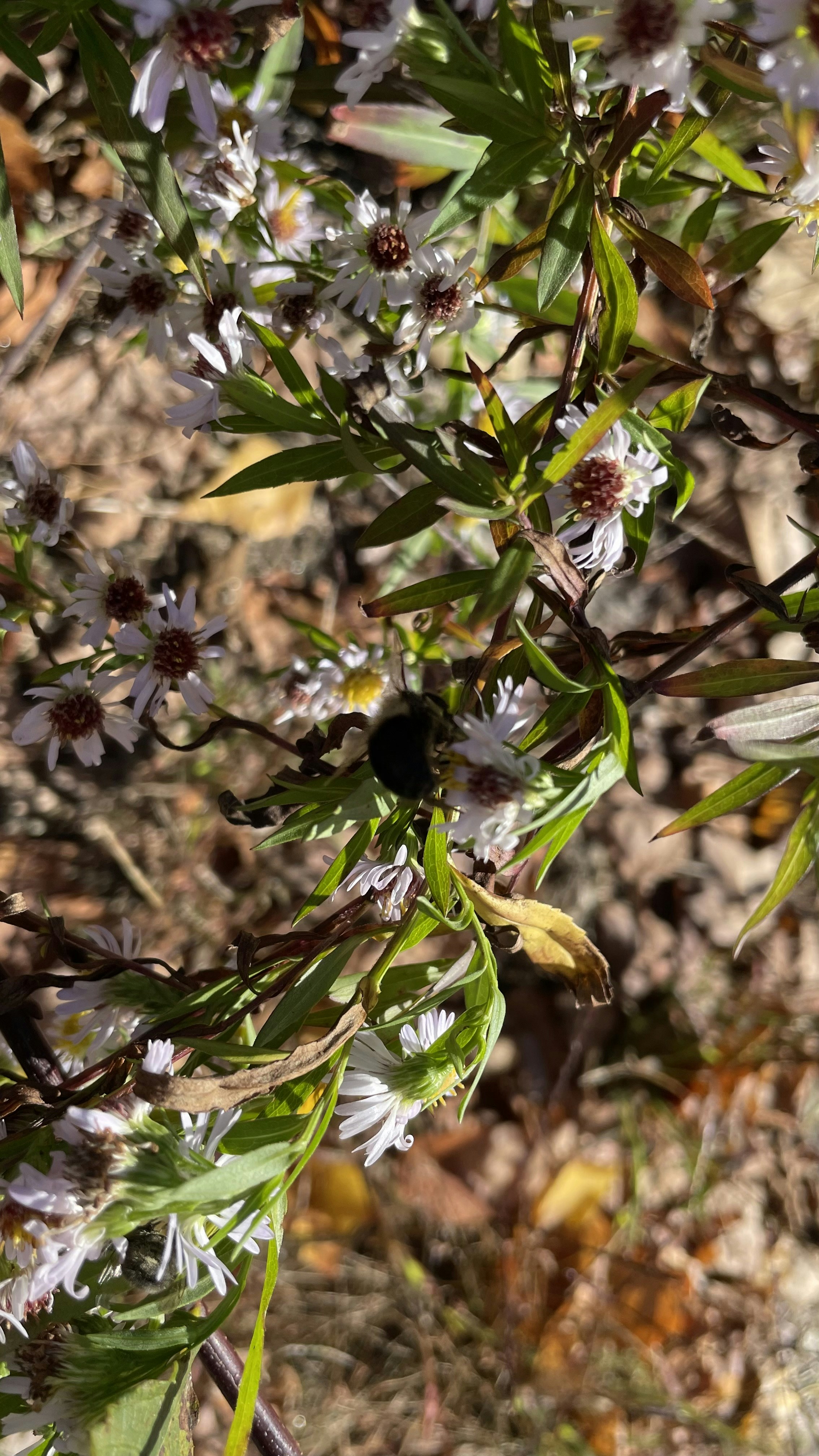 Sunlit White Bloom Cluster Along a Bronze-Tinged Branch