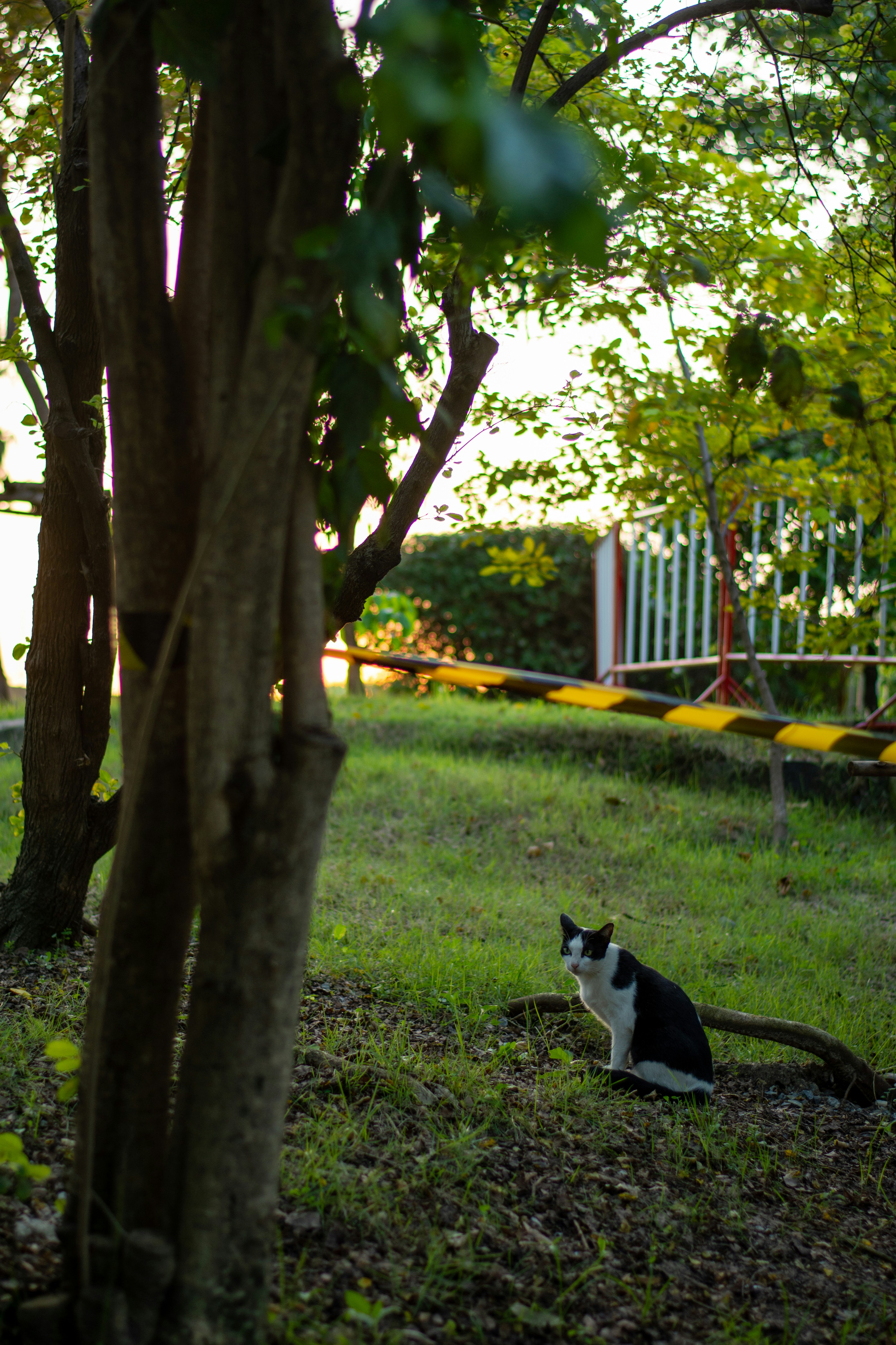 Cat at the Edge: Quiet Watcher on a Guarded Lawn