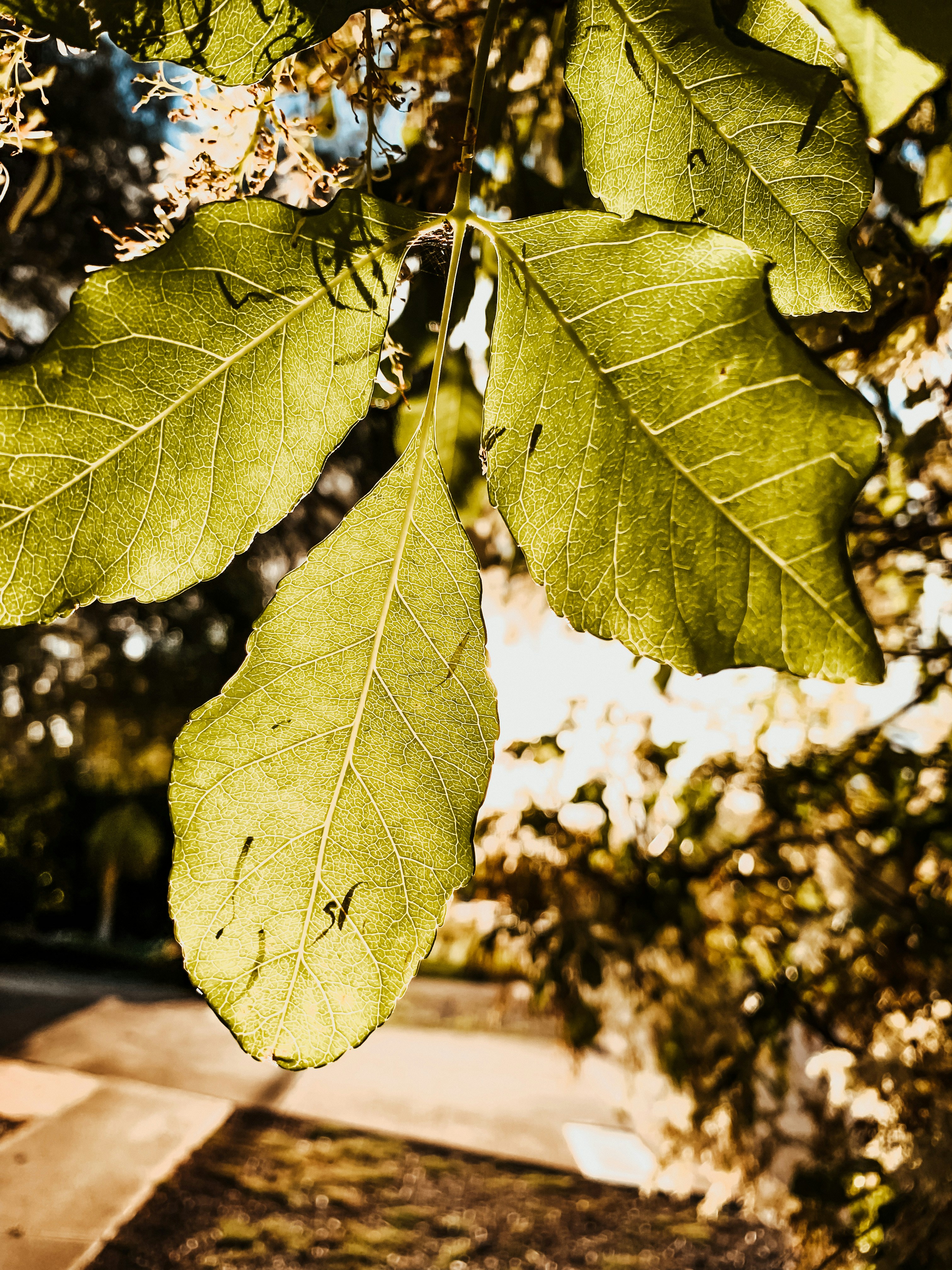 Un groupe de feuilles photo – Photo Feuille Gratuite sur Unsplash