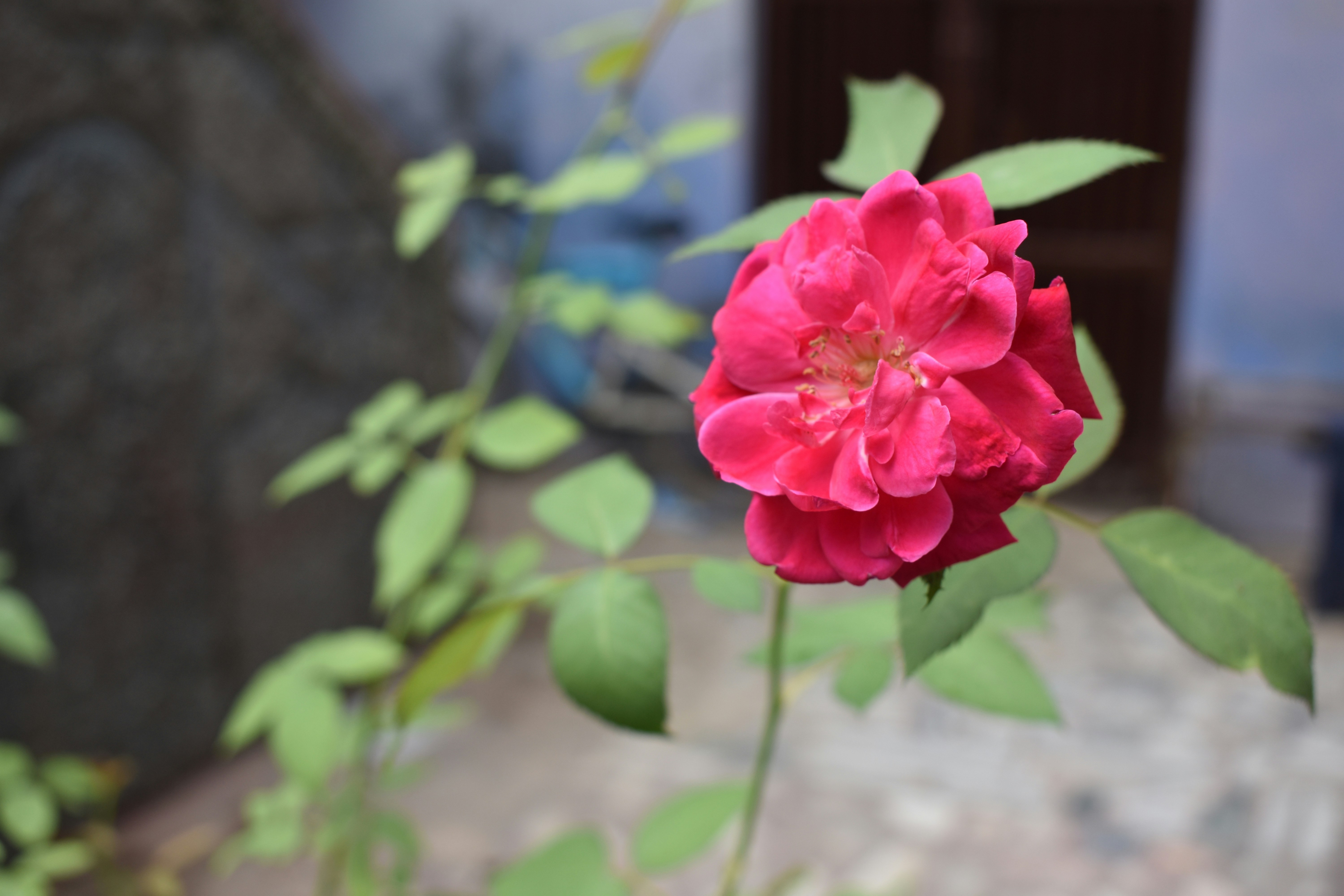 Solitary Blossom Amidst Subtle Hues