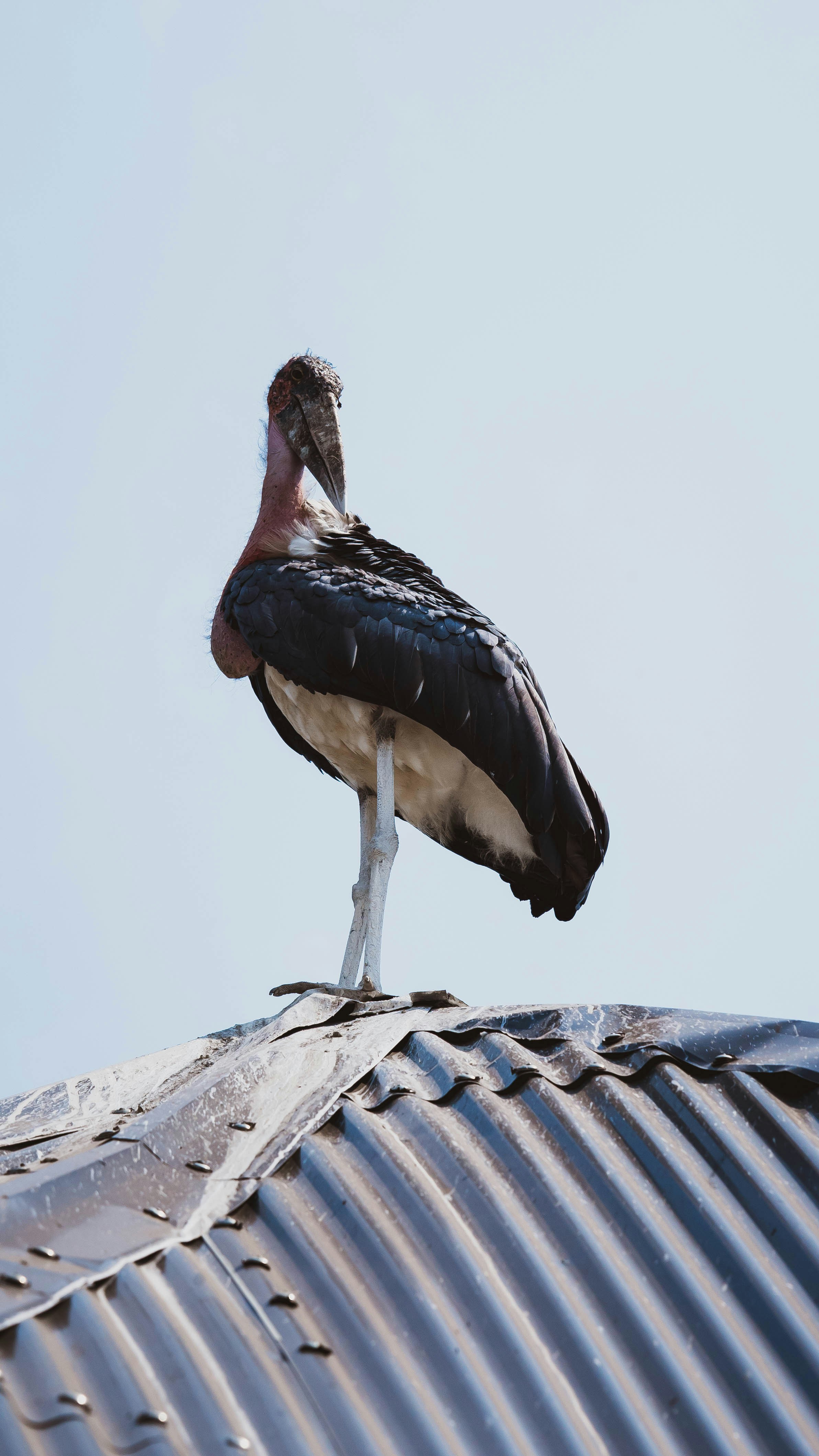 Stately Heron Sentinel: Roof-Top Vigil in Morning Light