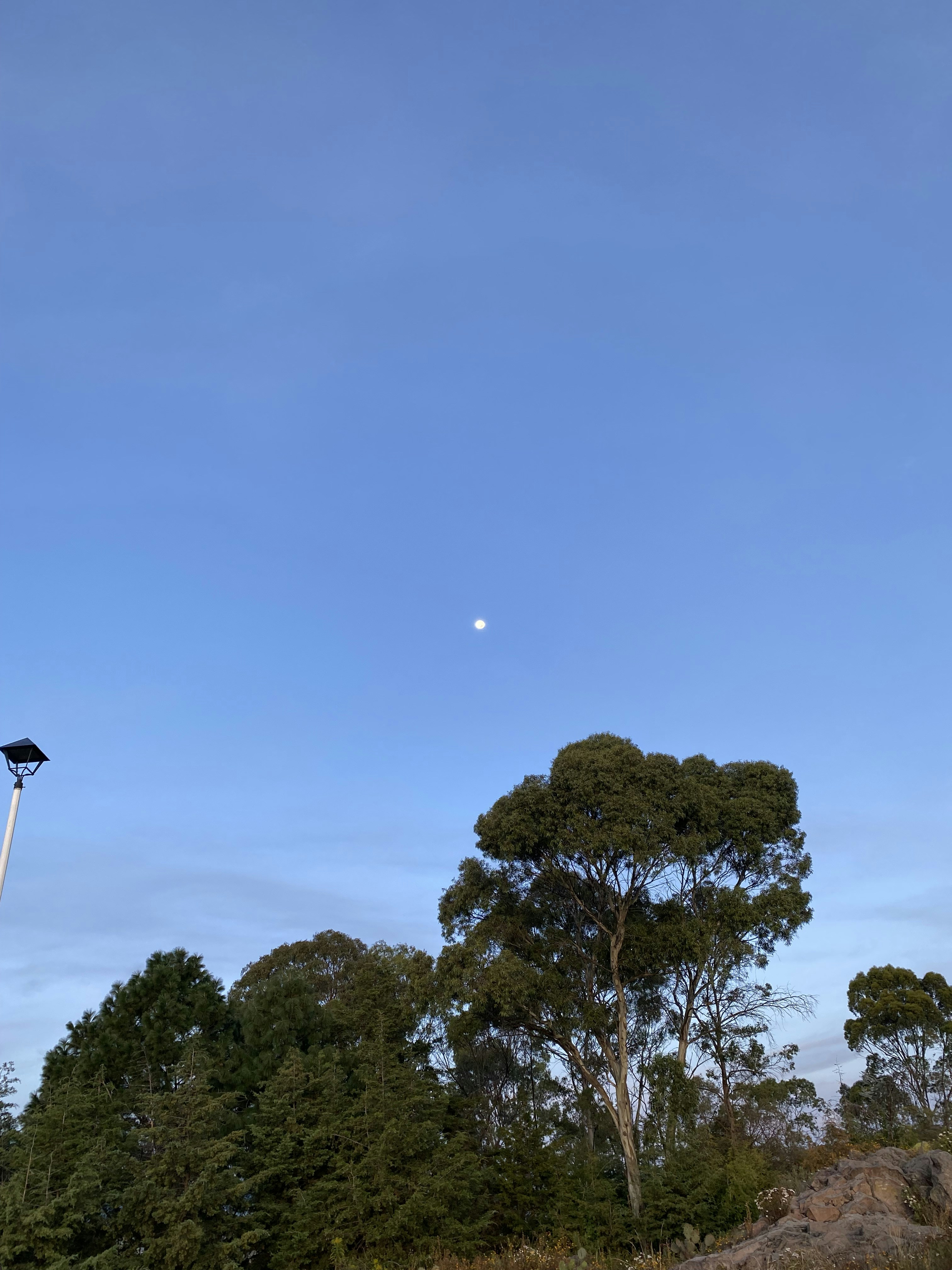 Moon Above the Ridge: A Quiet Dusk Over Woodland