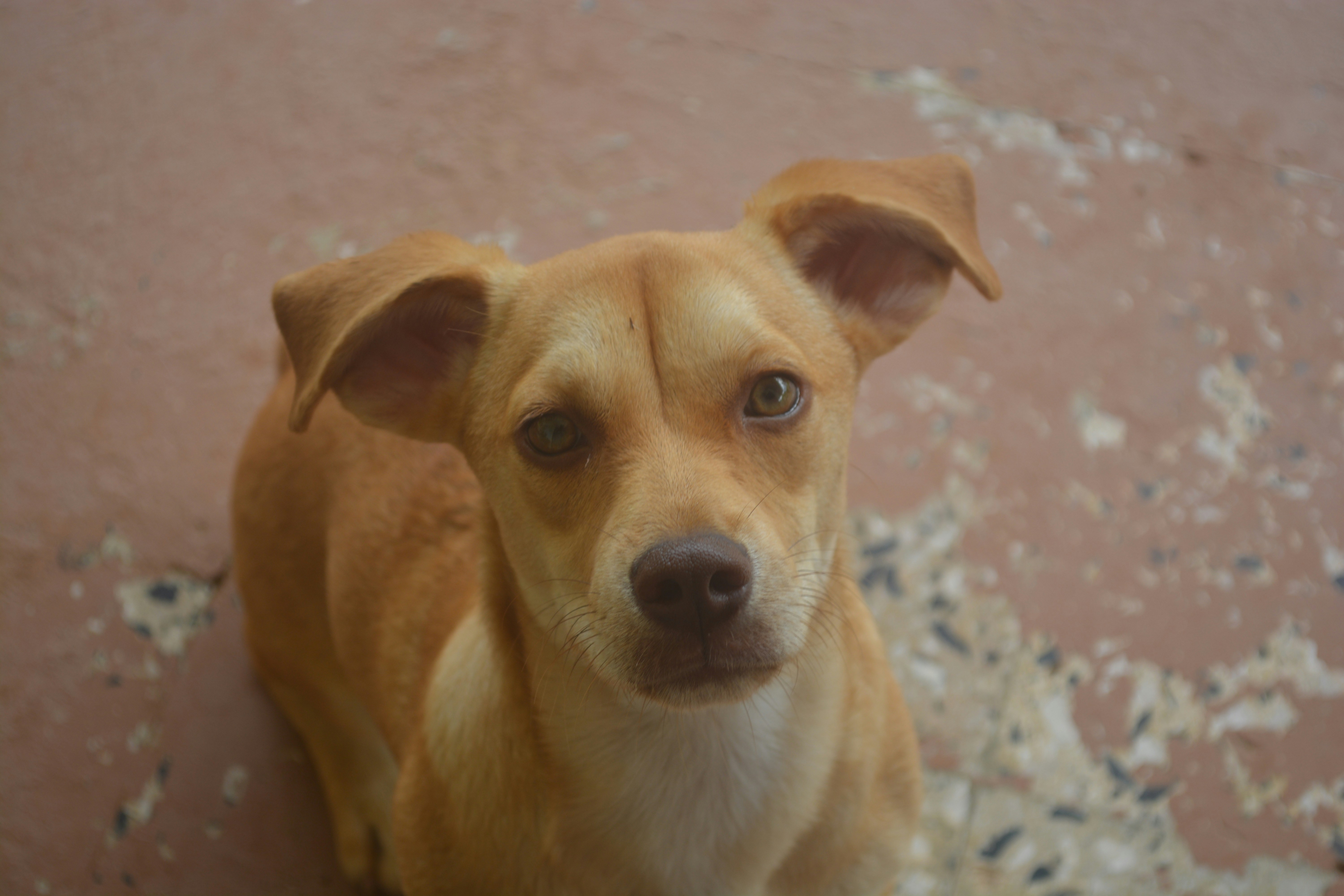 Foto Un perro mirando a la cámara – Imagen Mascota gratis en Unsplash