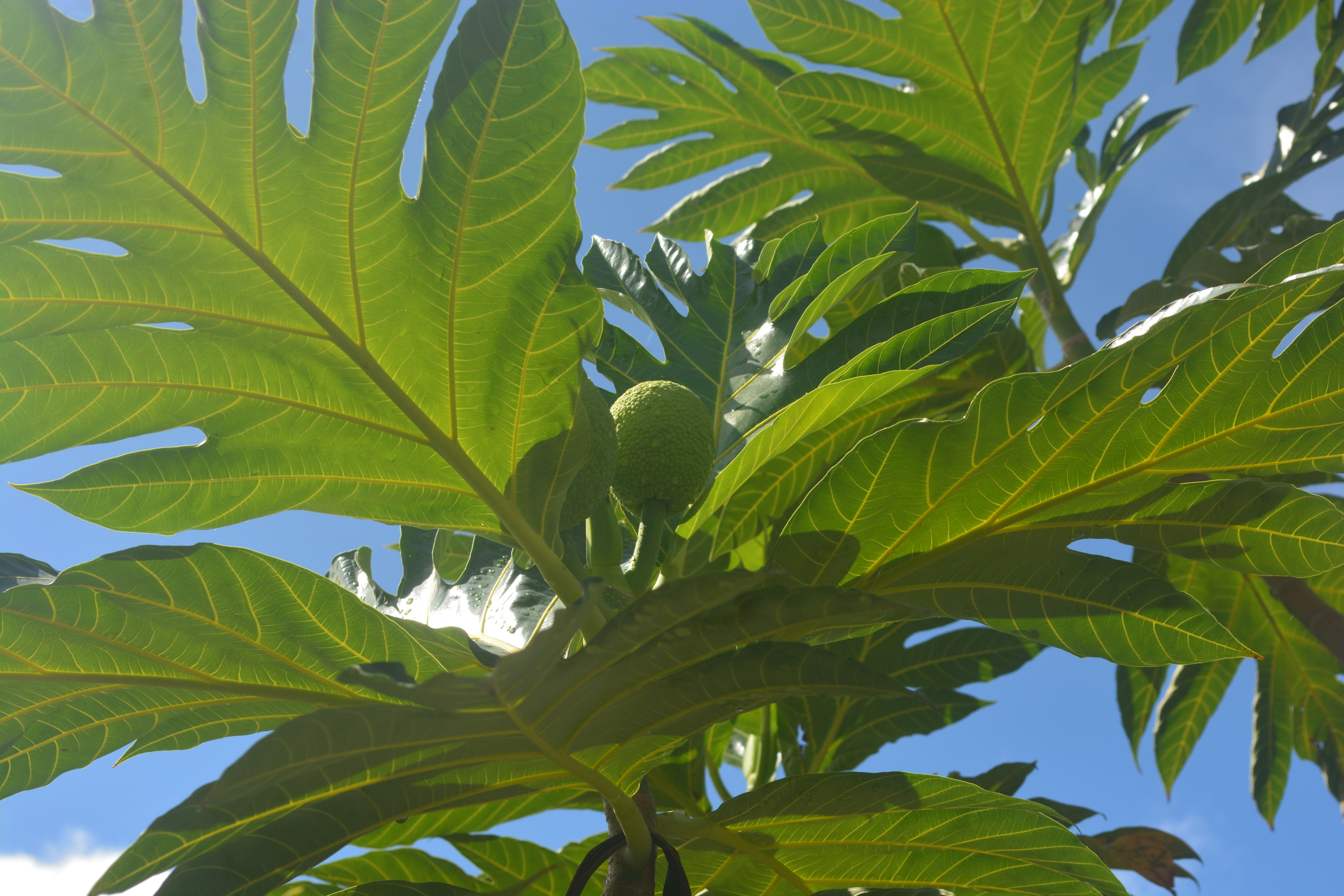 Backlit Papaya Crown: Neon-green Fronds Framing a Hidden Fruit Against a Clear Sky