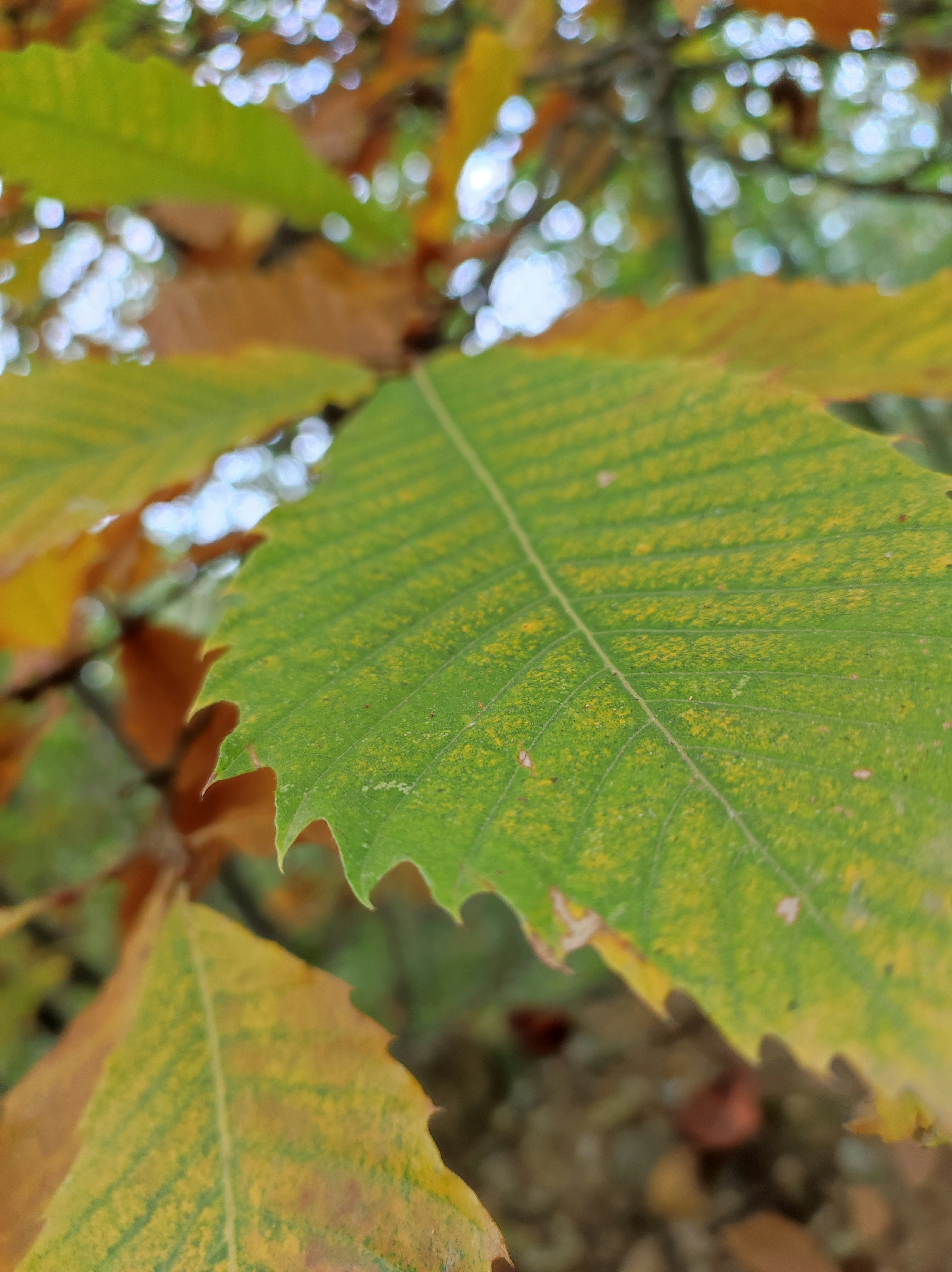 Close-up of vibrant green and yellow leaves showcasing intricate textures and patterns. The image highlights the transition of foliage during autumn.