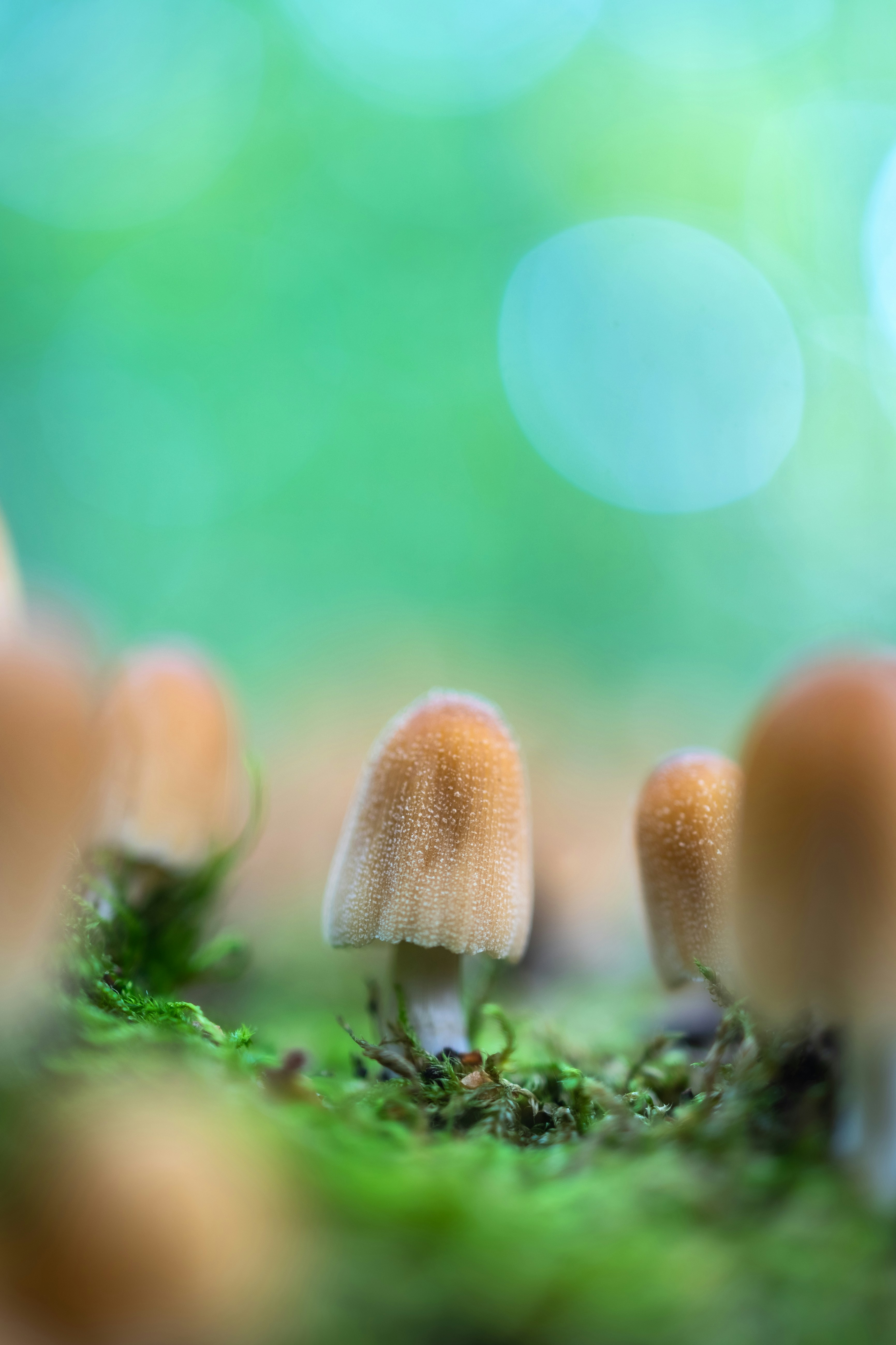 Amber-topped Mushrooms Emerging from Emerald Moss in Soft Forest Light
