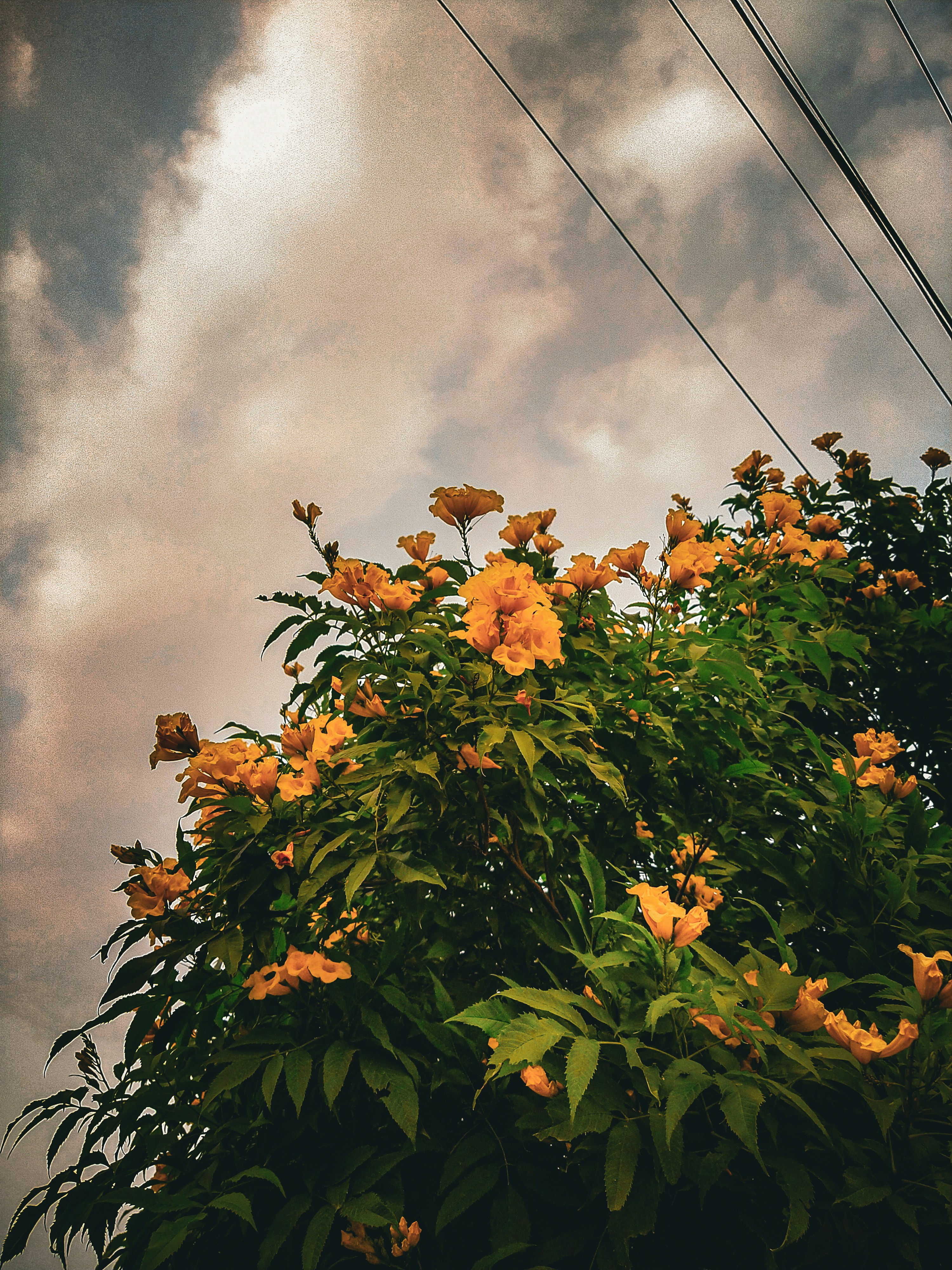 Vivo V2024 Sample Shots