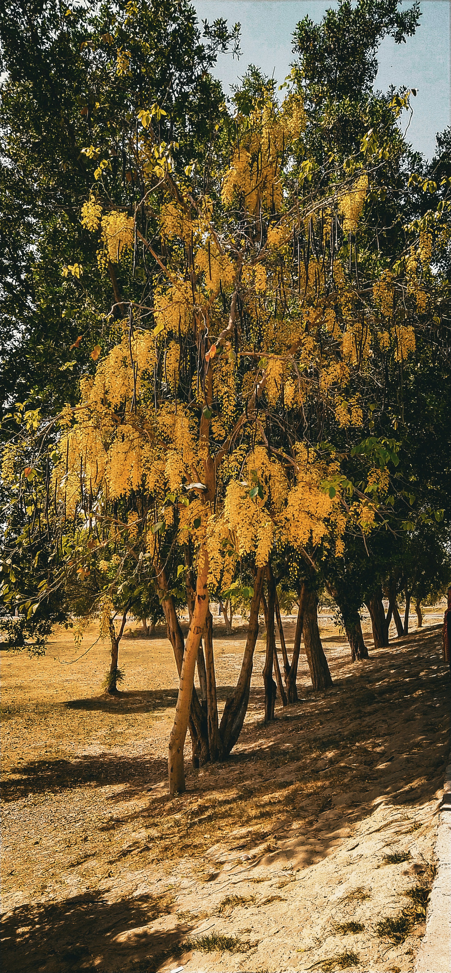 Sunlit trees with golden blossoms line a gentle path in a park, under a clear sky, capturing a serene moment of late summer. Note: photo appears as a vertical landscape.
