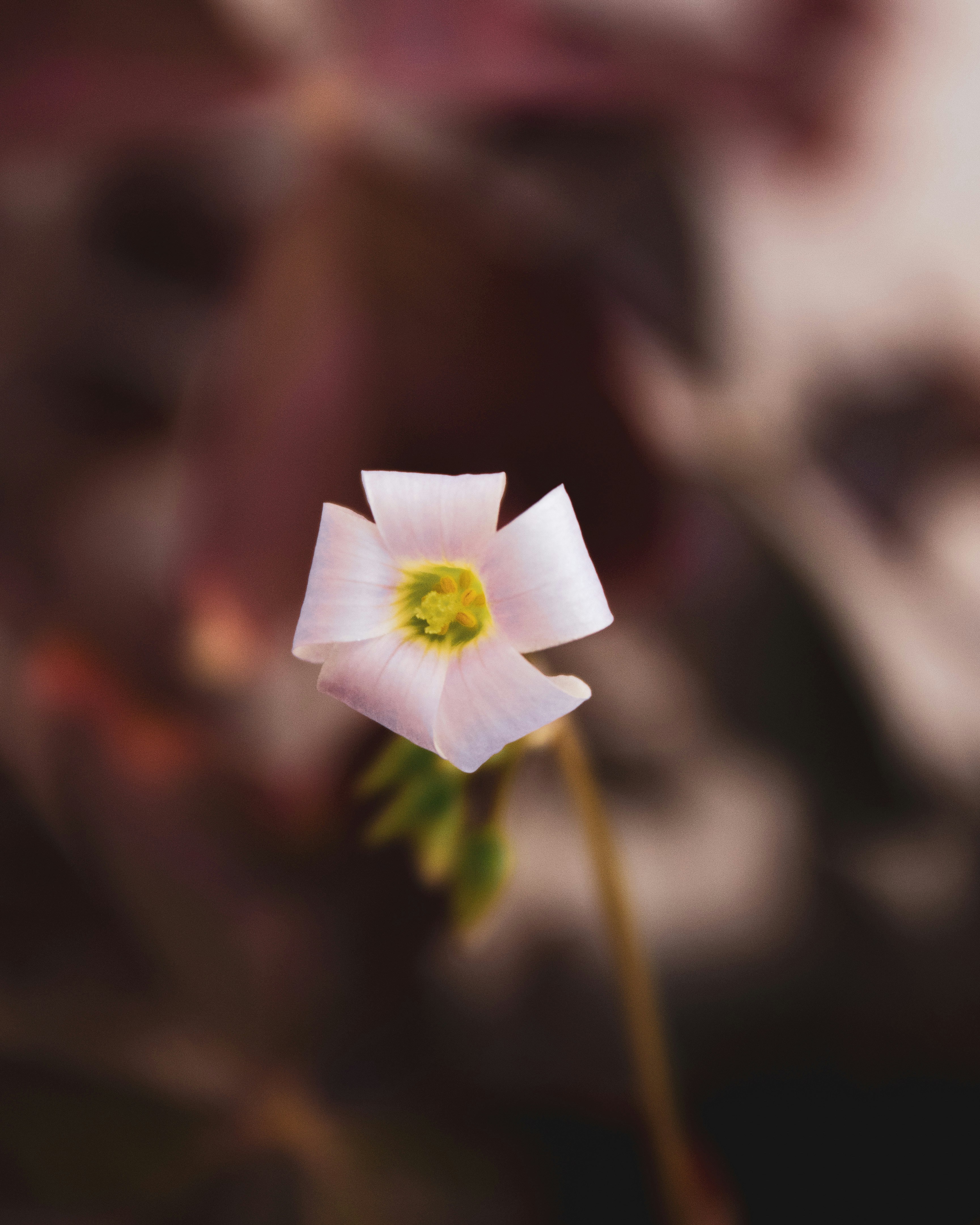 Petal in Focus: A Lone Bloom Against Velvet Blur